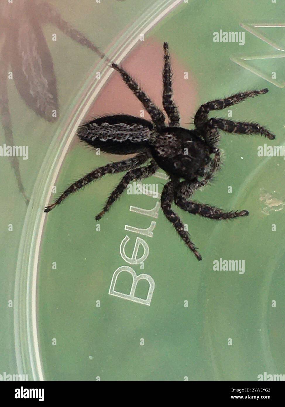 California Flattened Jumping Spider (Platycryptus californicus Stock Photo - Alamy