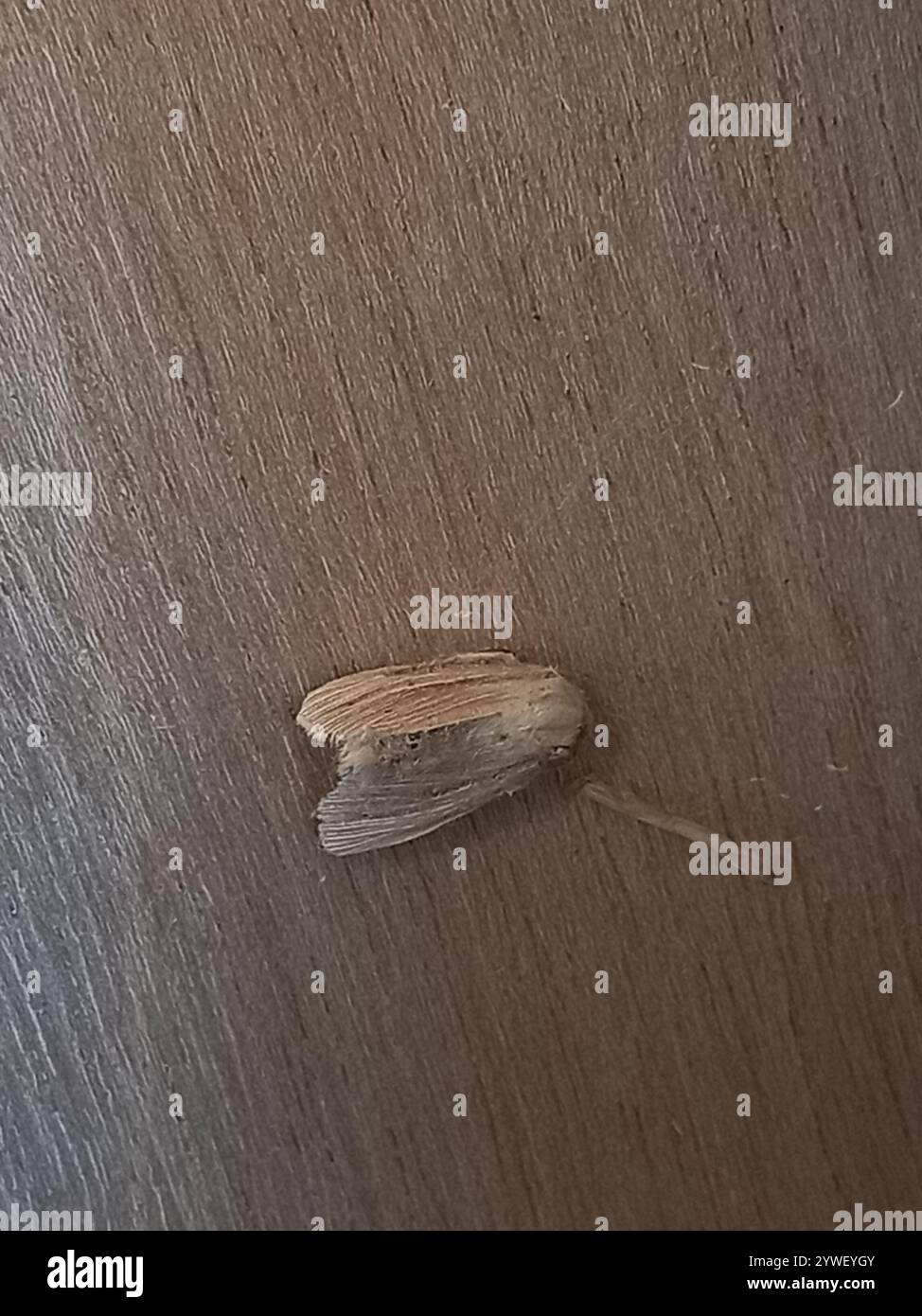 Smoky wainscot hi-res stock photography and images - Alamy
