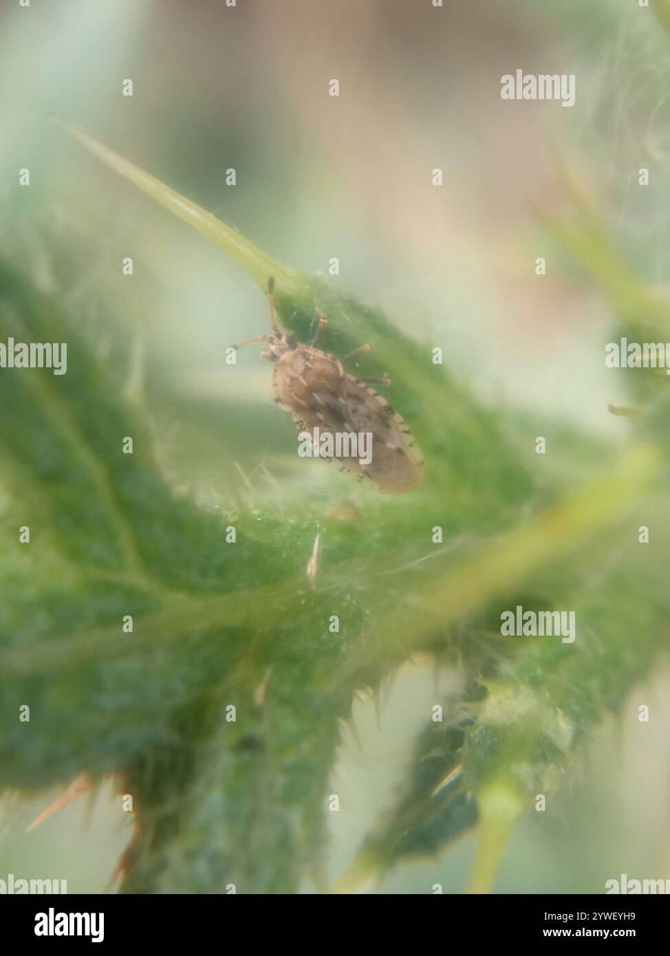 Tingis cardui hi-res stock photography and images - Alamy