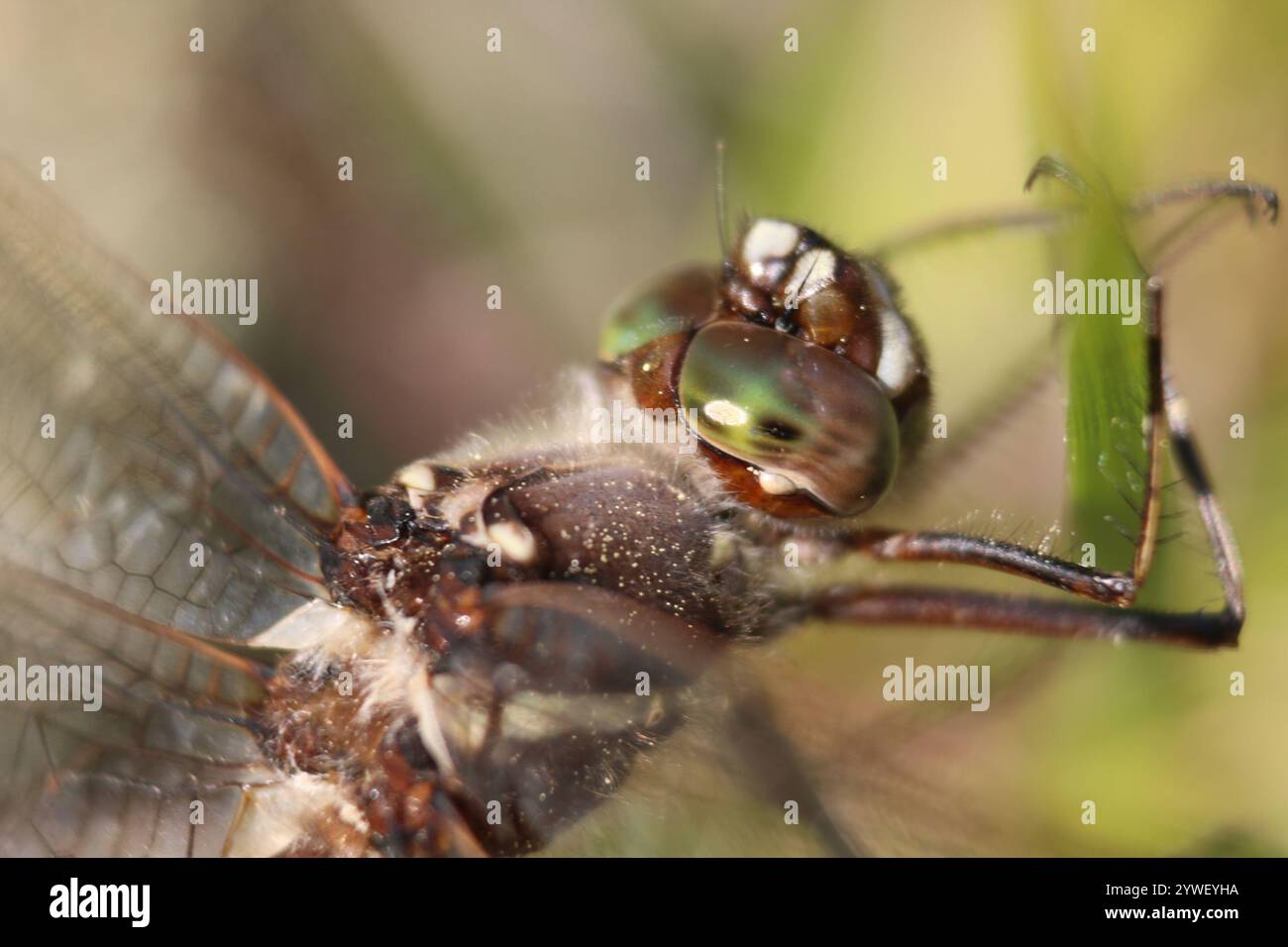 Stream Cruiser (Didymops transversa Stock Photo - Alamy