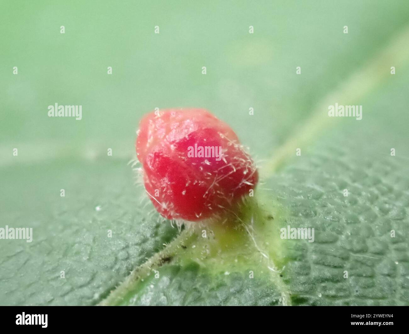 solitary maple leaf gall mite (Aceria macrochela Stock Photo - Alamy