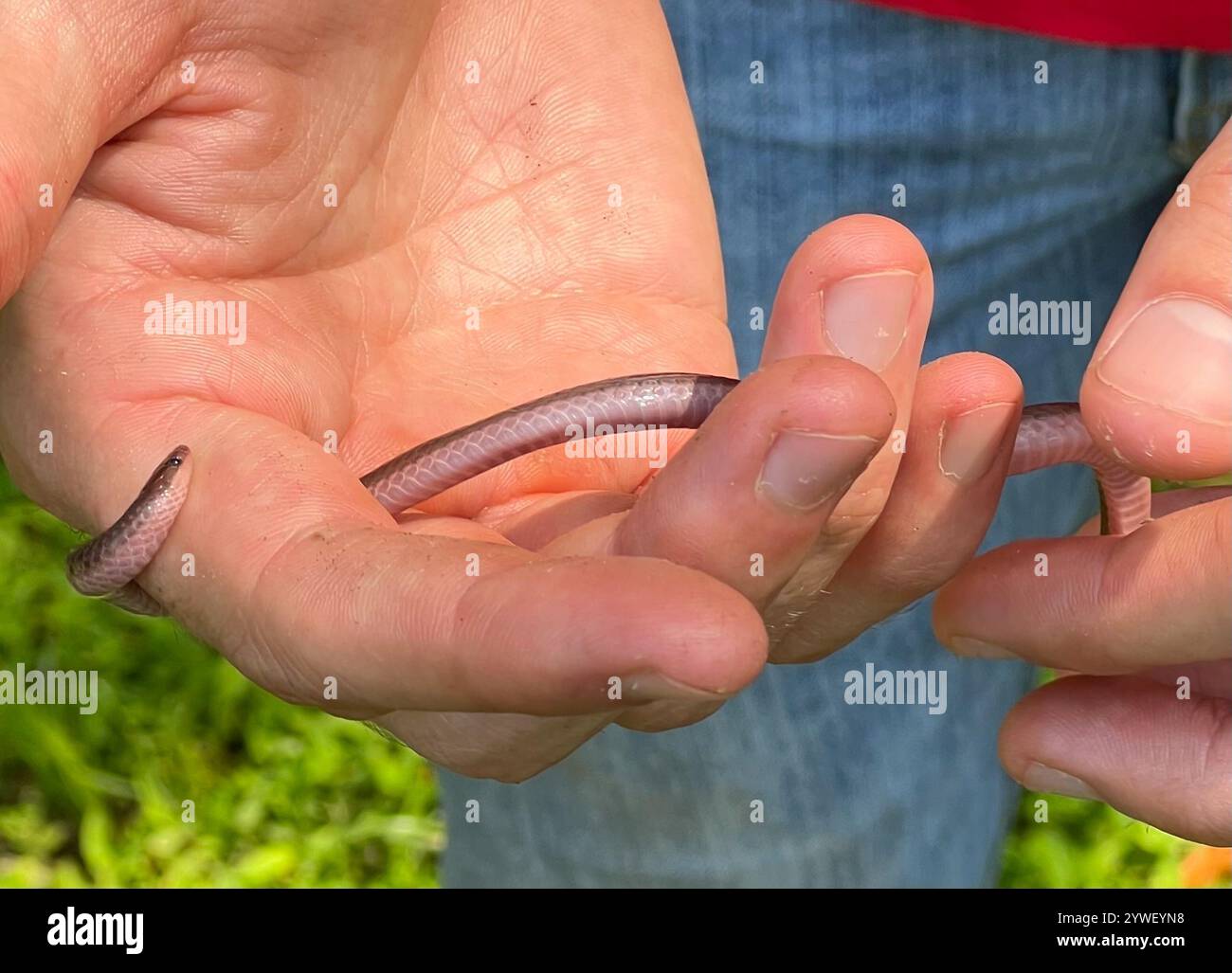 Eastern Worm Snake (Carphophis amoenus Stock Photo - Alamy