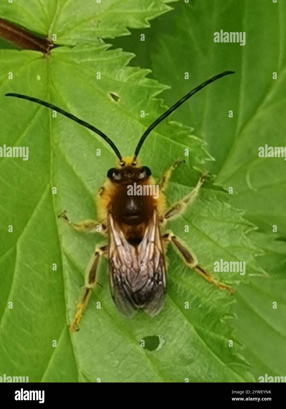 Eucera longicornis hi-res stock photography and images - Alamy