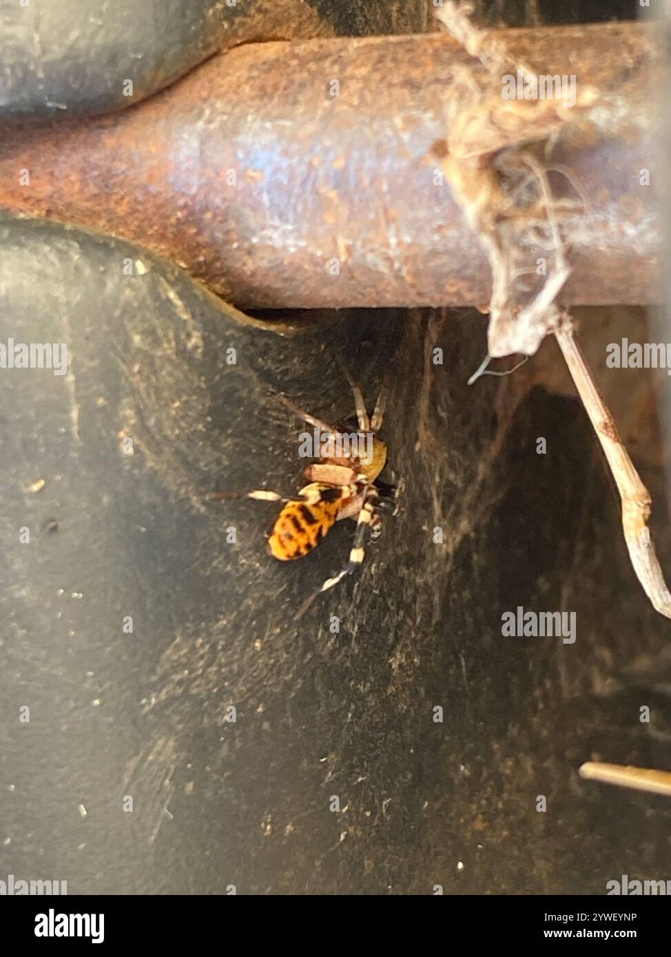 Orange Ant-mimic Sac Spider (Castianeira amoena Stock Photo - Alamy