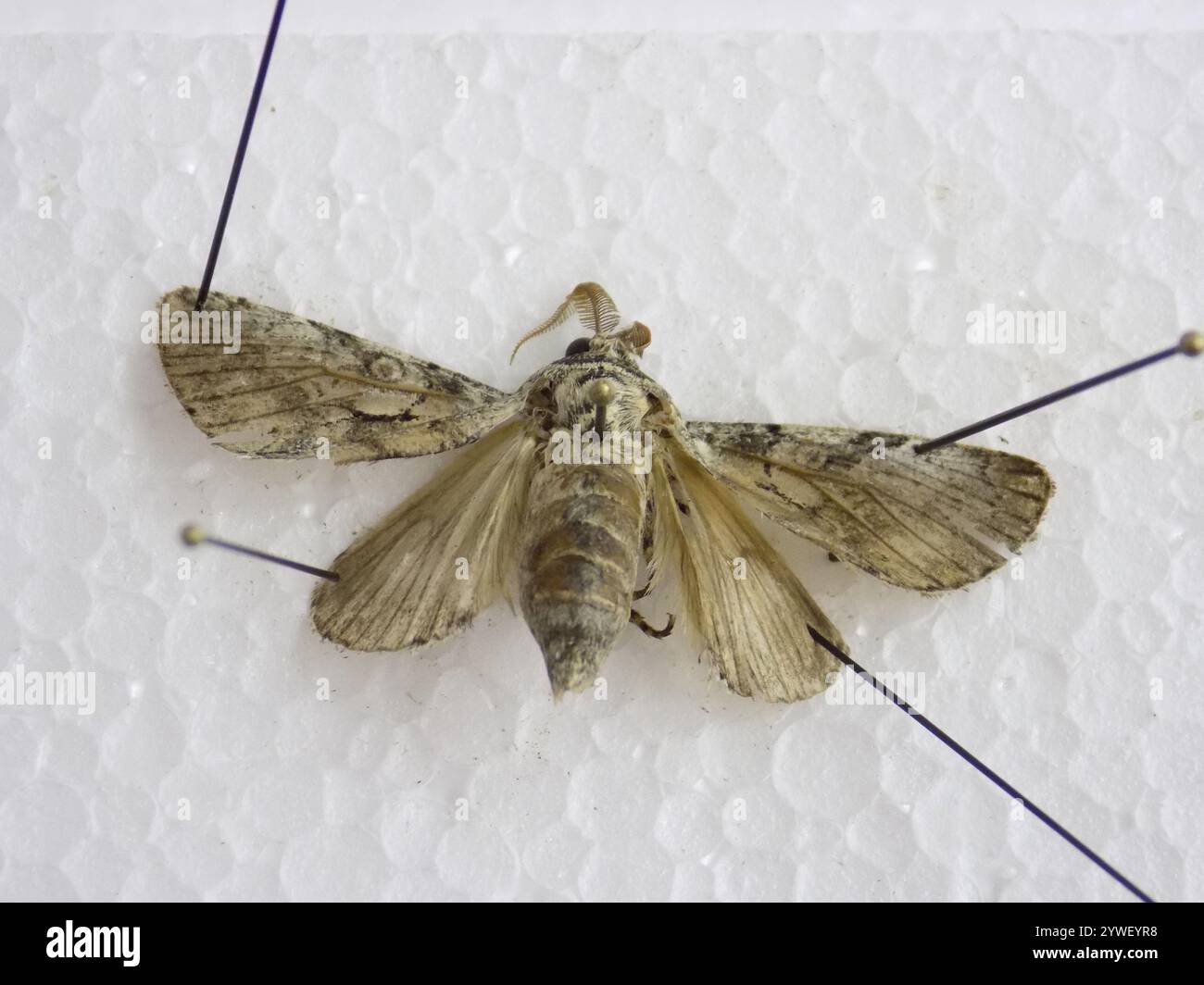 Laugher Moth (Charadra deridens Stock Photo - Alamy