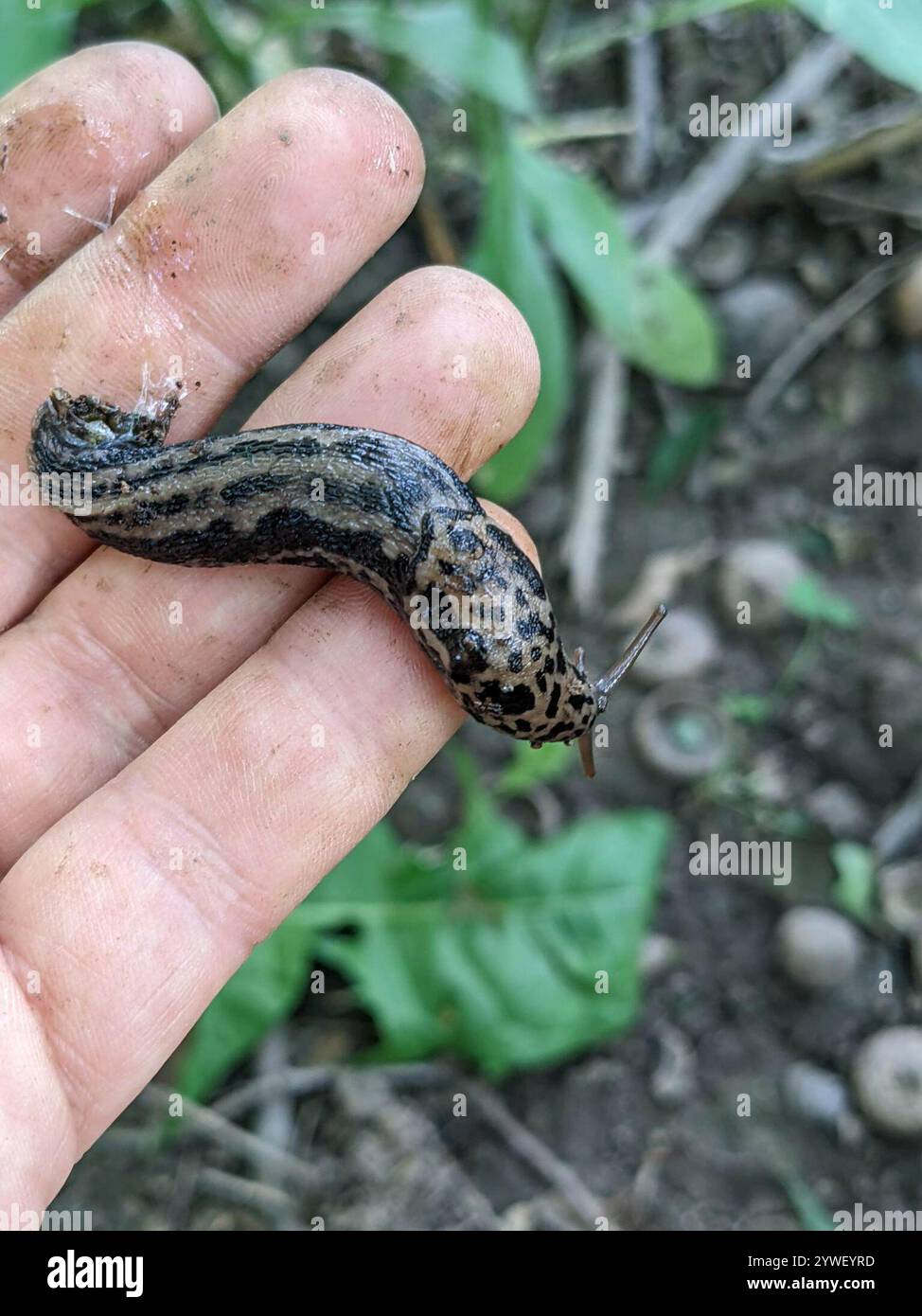 Leopard Slug (Limax maximus Stock Photo - Alamy