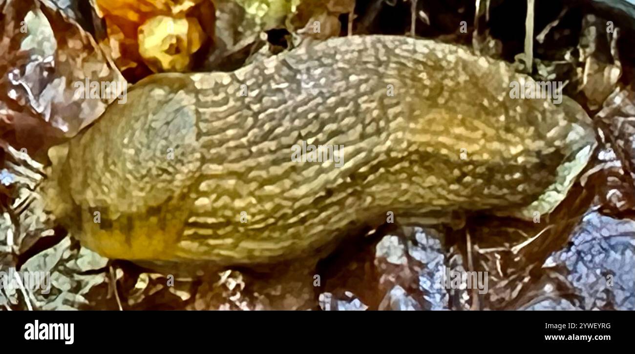 Western Dusky Slug (Arion subfuscus Stock Photo - Alamy