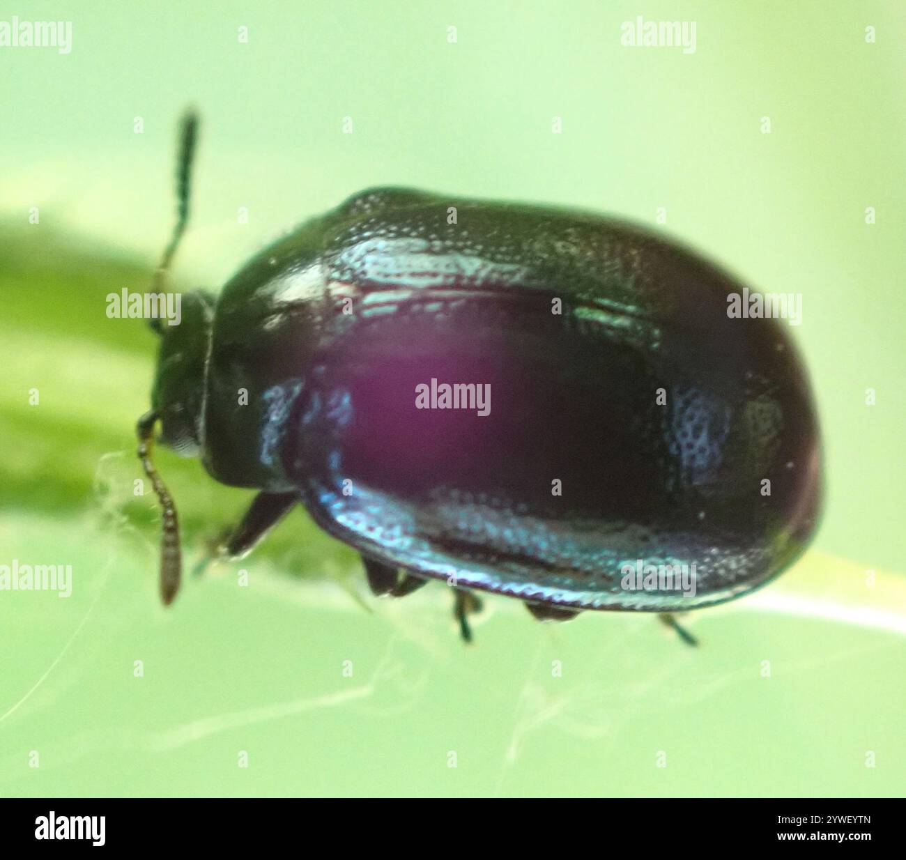 Willow Leaf Beetle (Plagiodera versicolora Stock Photo - Alamy