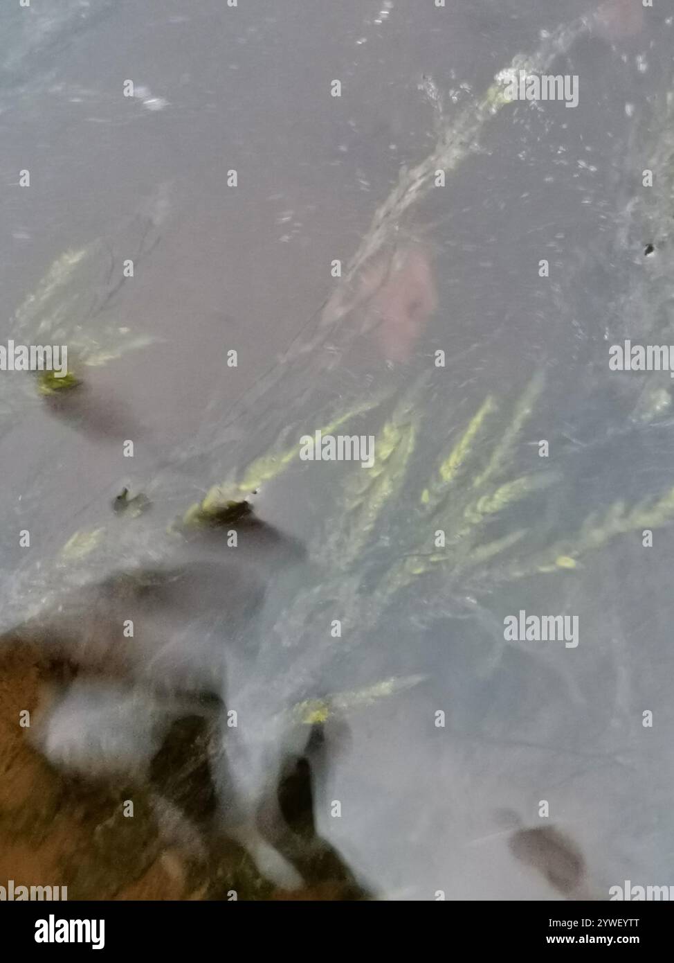 Fontinalis antipyretica willow moss hi-res stock photography and images ...