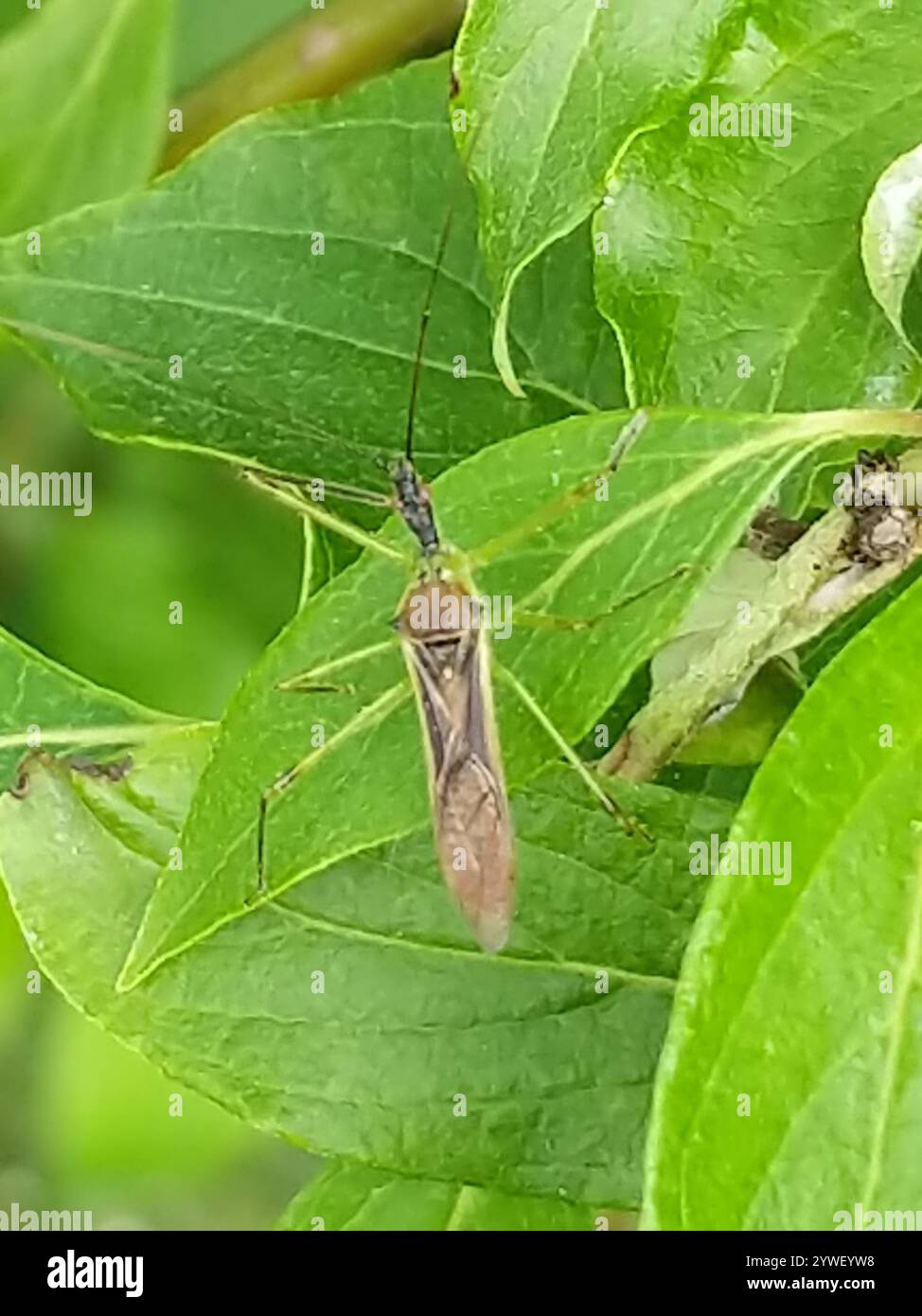 Pale Green Assassin Bug (Zelus luridus Stock Photo - Alamy