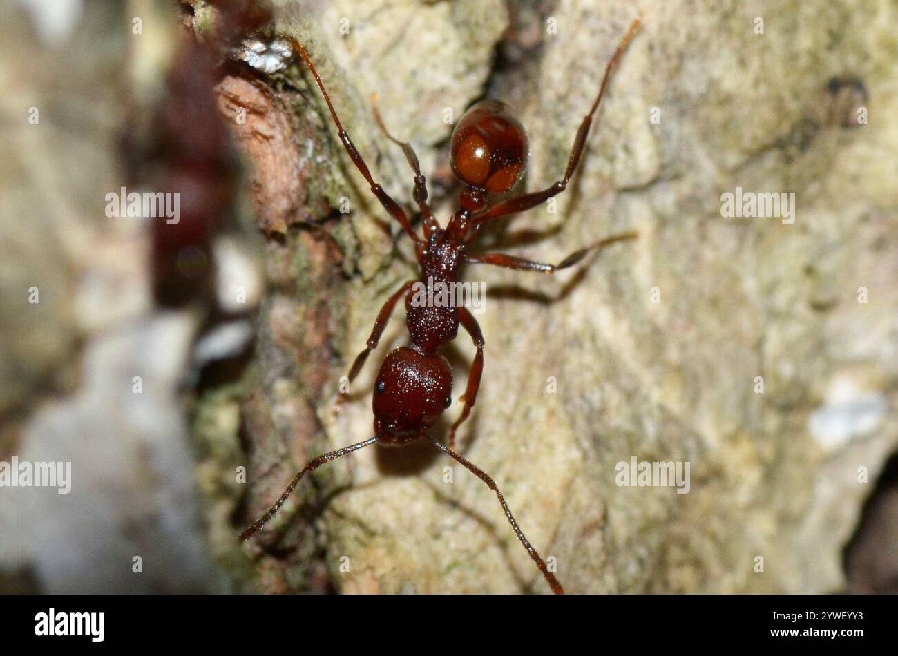 Tennessee collared ant hi-res stock photography and images - Alamy
