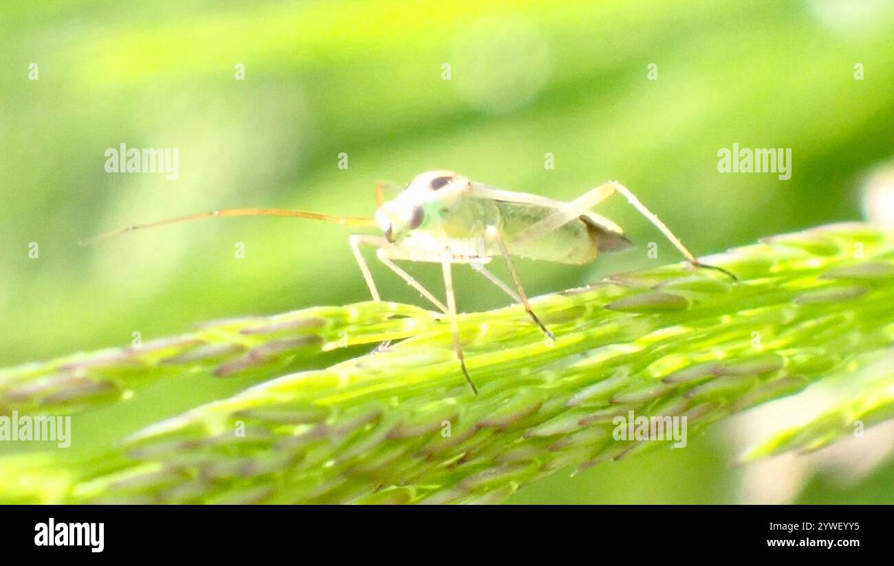 Two-spotted Grass Bug (Stenotus binotatus Stock Photo - Alamy