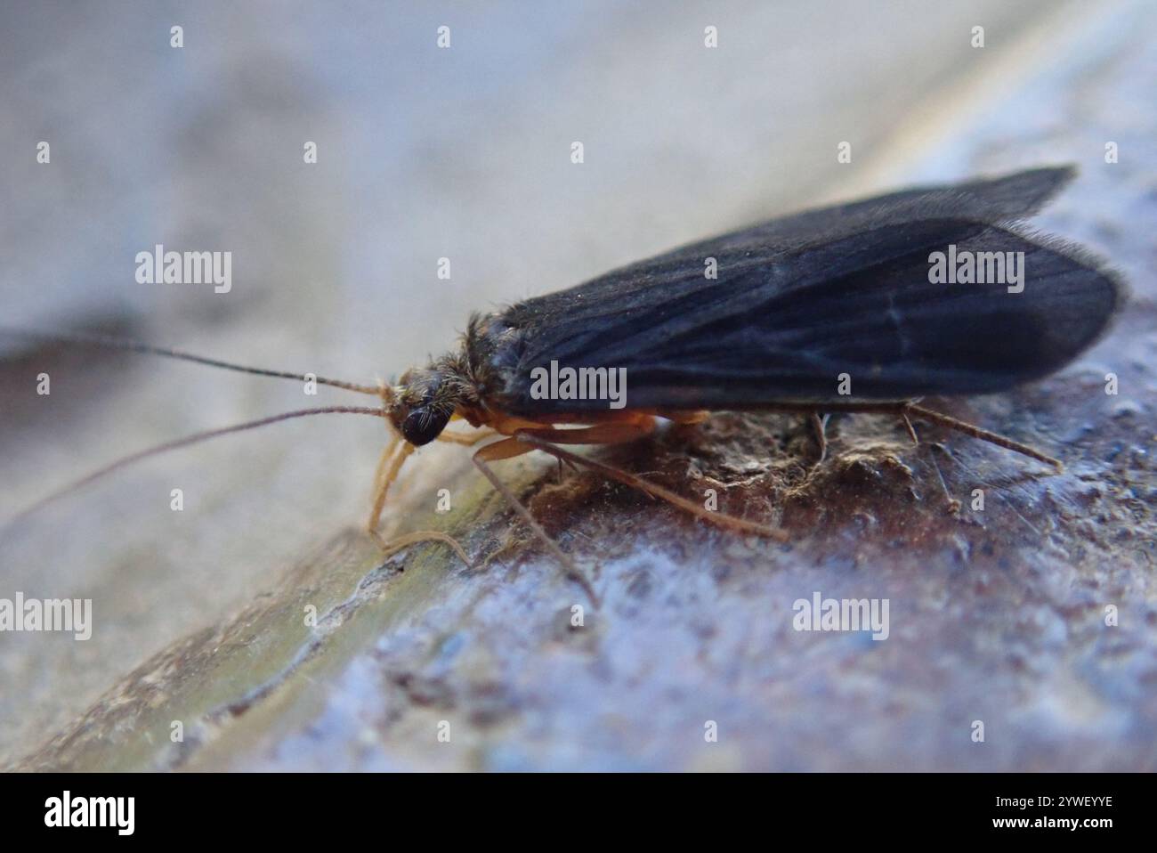 Little Black Caddisflies (Chimarra Stock Photo - Alamy