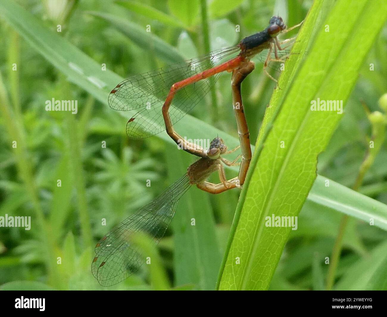 Eastern Red Damsel (Amphiagrion saucium Stock Photo - Alamy