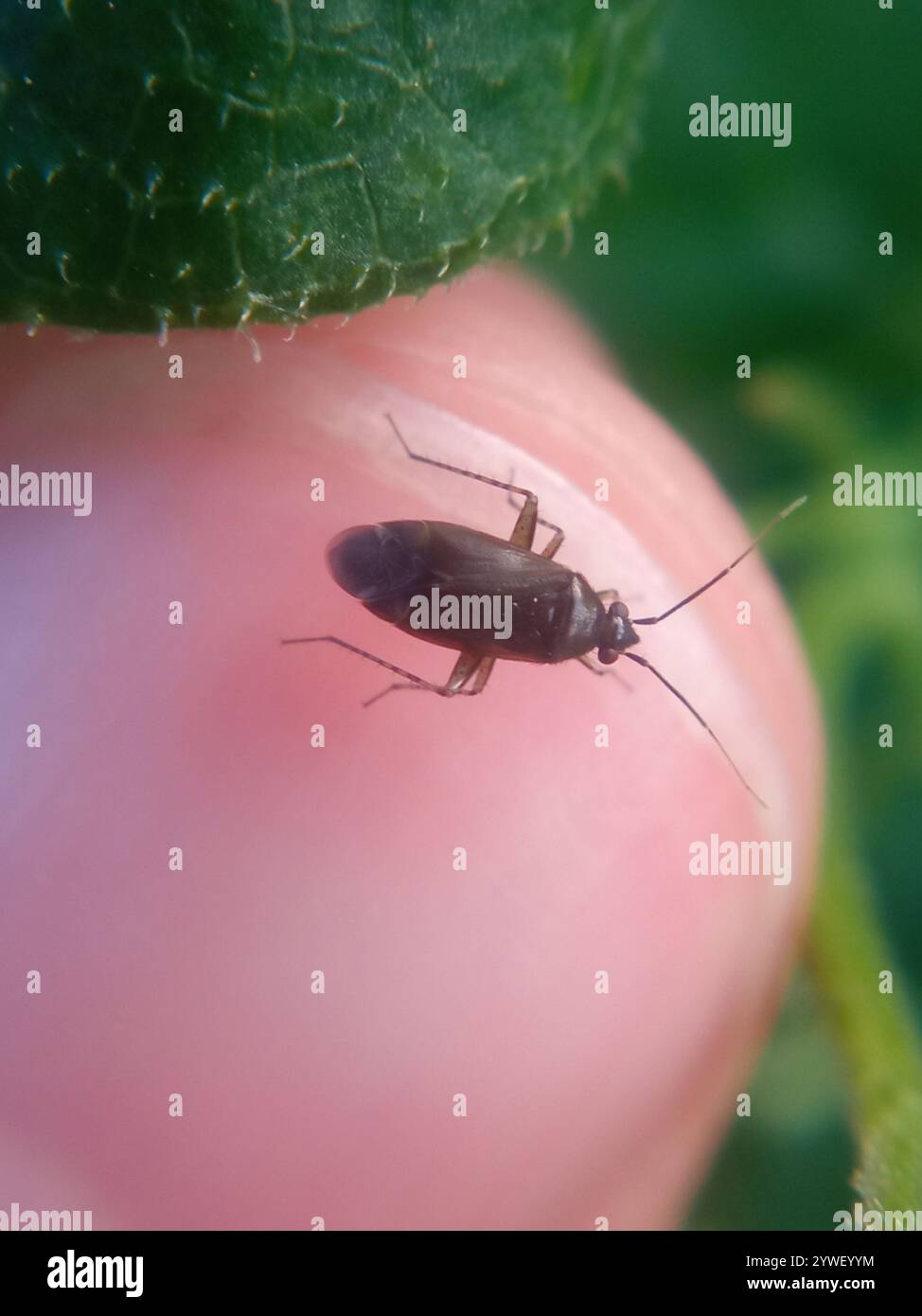 Common Nettle Flower Bug (Plagiognathus arbustorum Stock Photo - Alamy