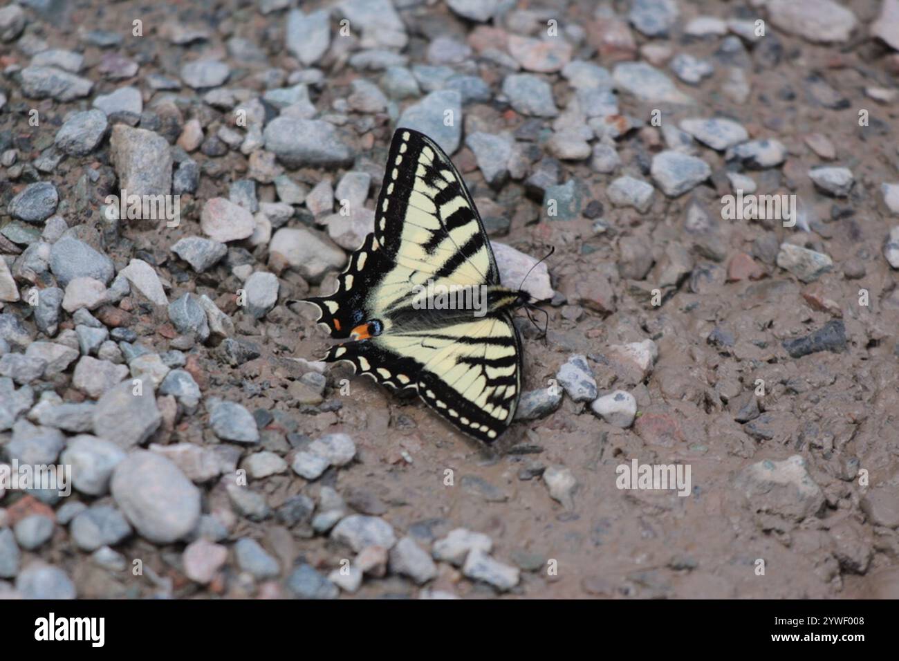 Canadian Tiger Swallowtail (Papilio canadensis Stock Photo - Alamy