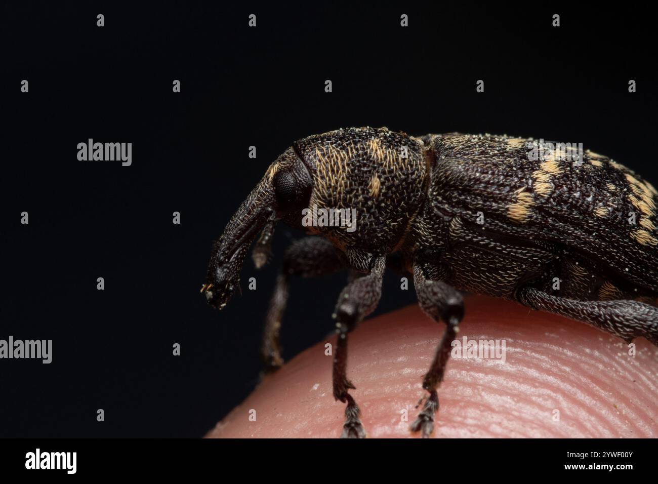 Large Pine Weevil (Hylobius abietis Stock Photo - Alamy