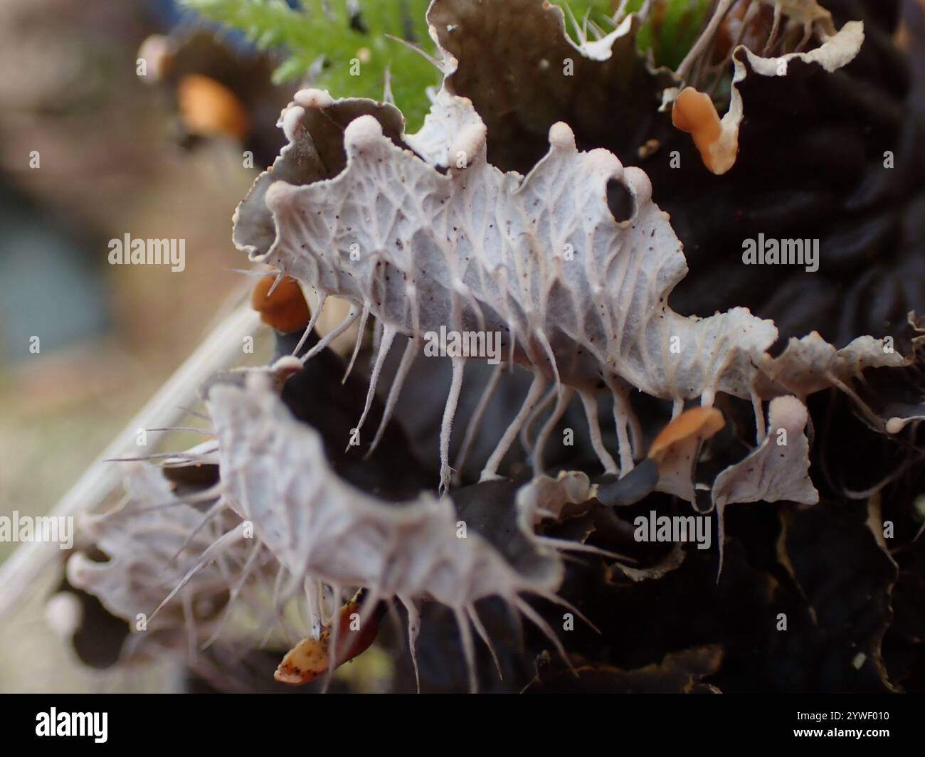 membranous pelt lichen (Peltigera membranacea Stock Photo - Alamy
