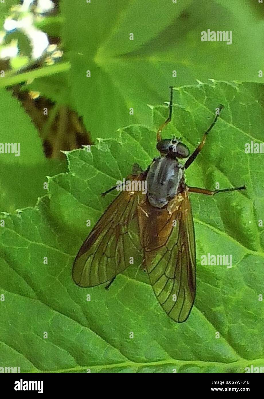 Large Fleck-winged Snipefly (Rhagio notatus Stock Photo - Alamy