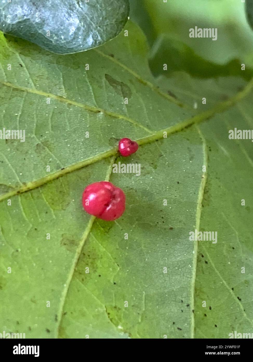 Pea Gall Wasp (Cynips divisa Stock Photo - Alamy