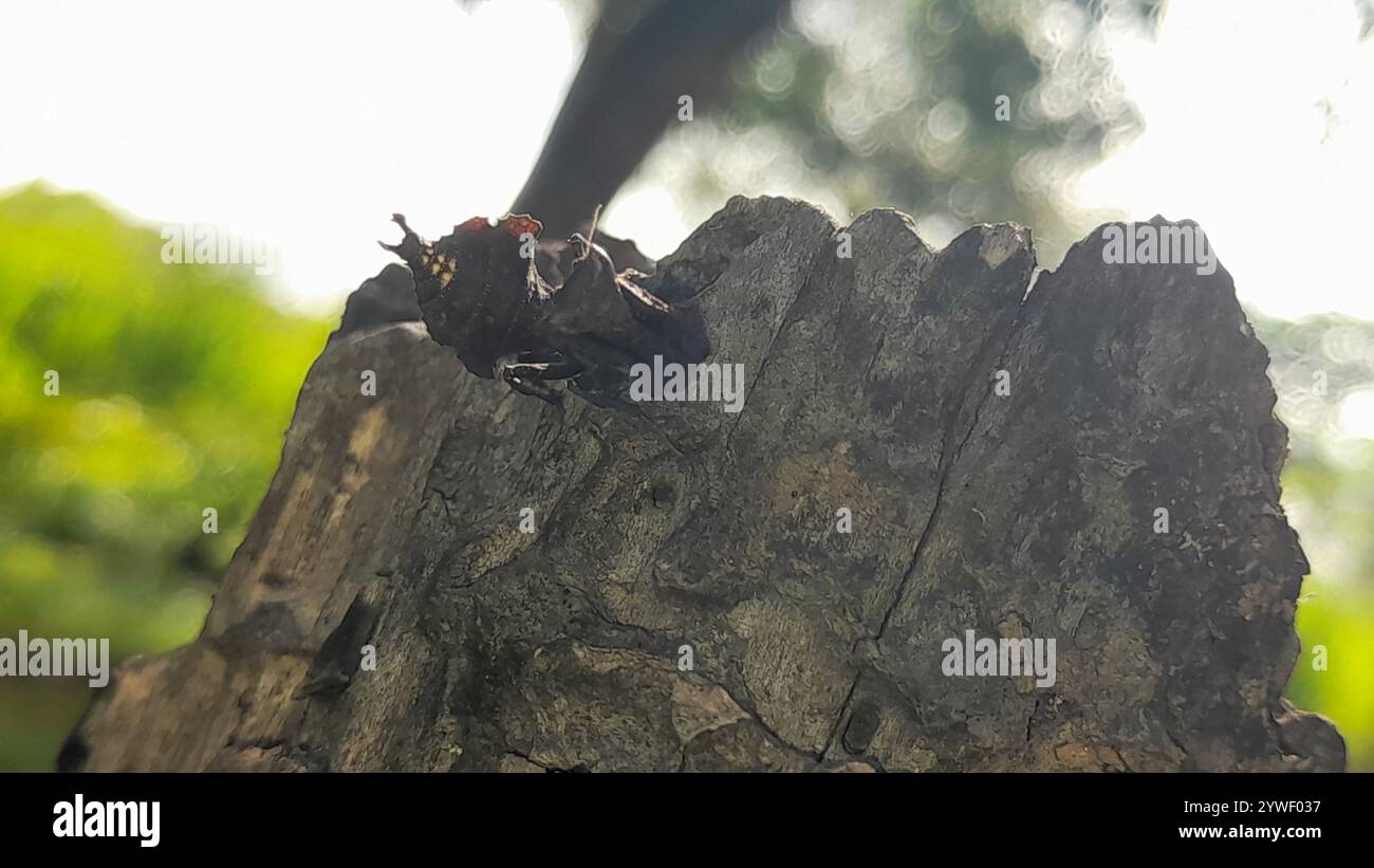 South American Boxer Mantis (Acanthops falcata Stock Photo - Alamy