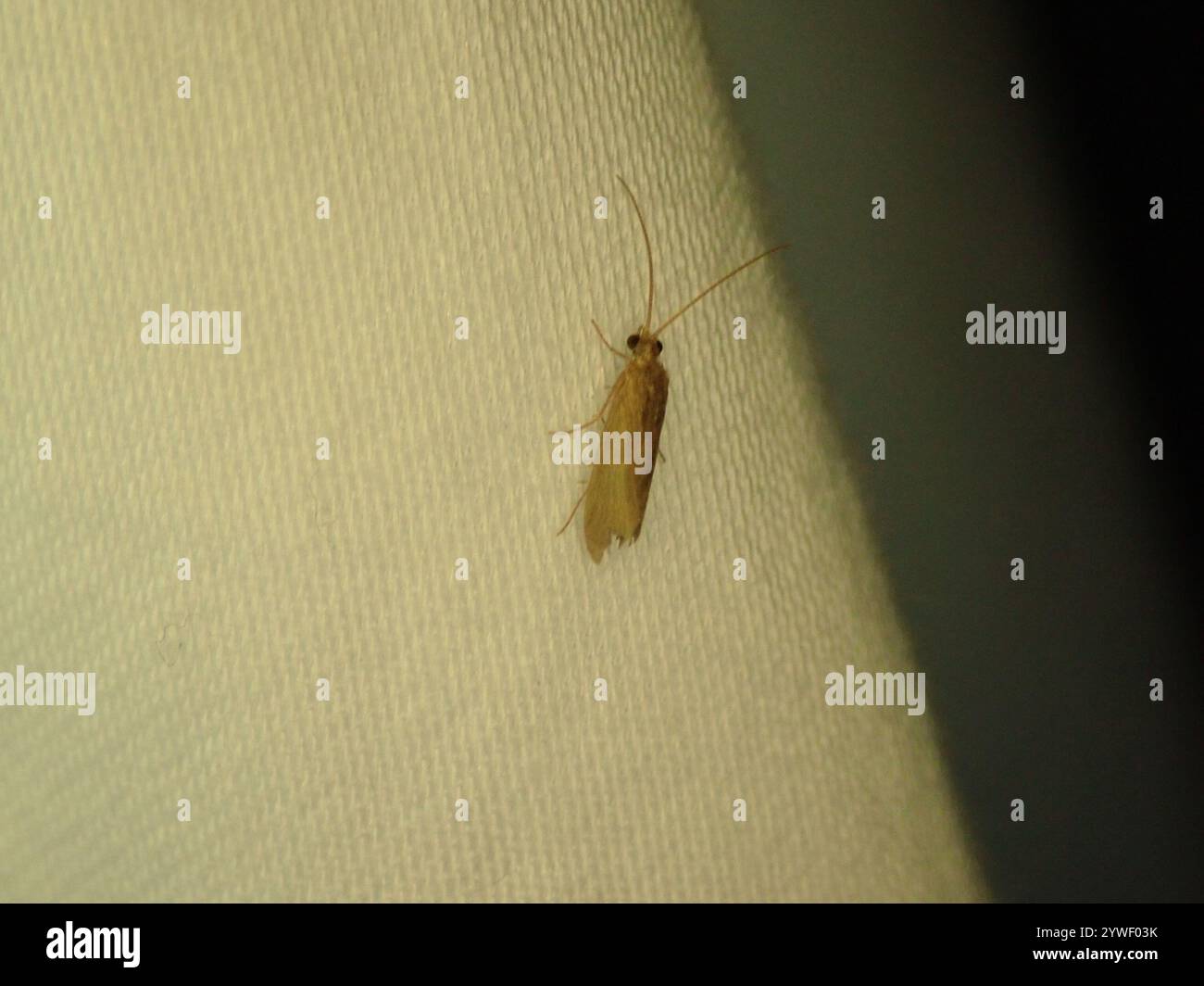 Yellow Net-spinning Caddisfly (Potamyia flava Stock Photo - Alamy