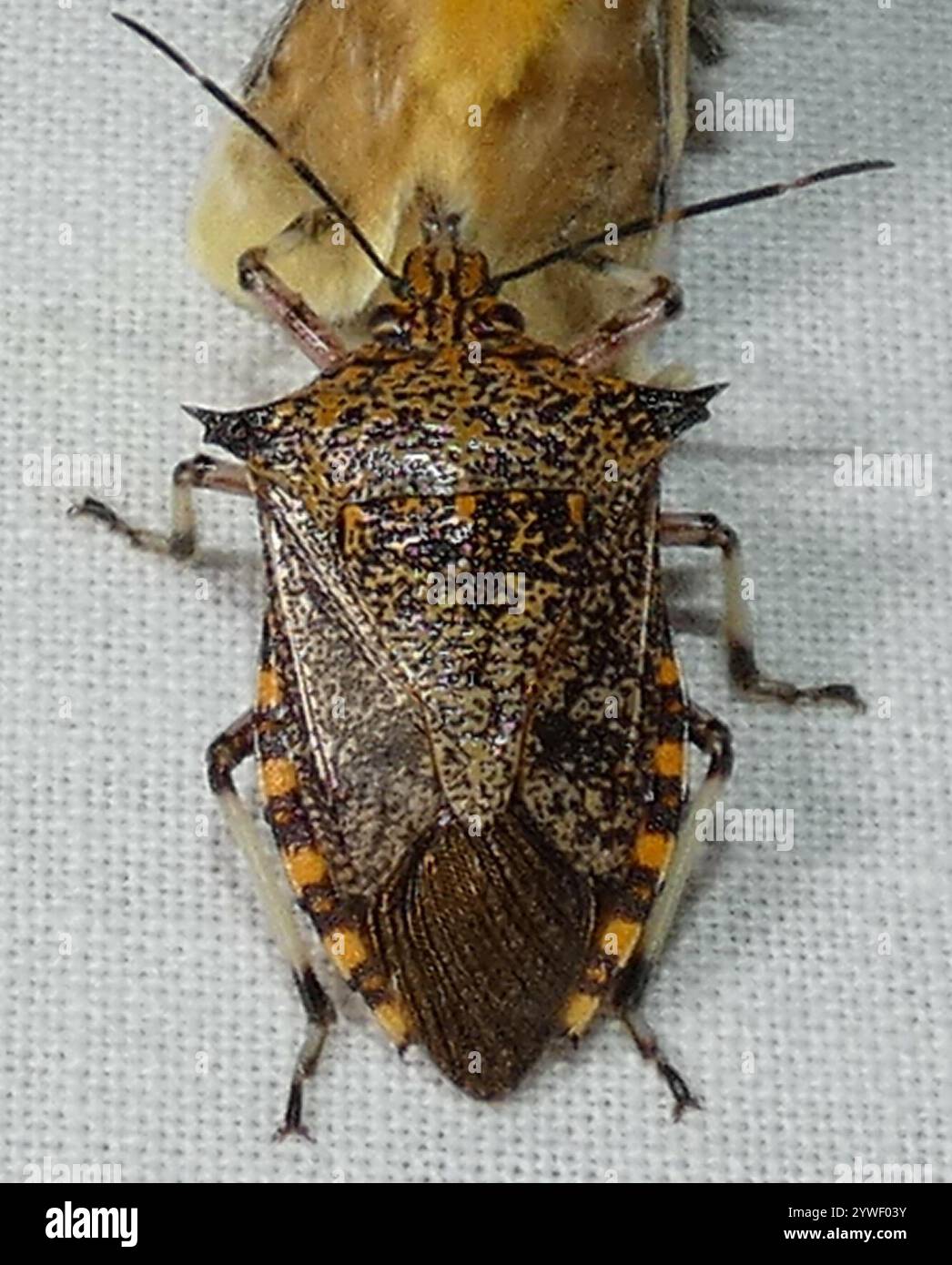Giant Strong-nosed Stink Bug (Alcaeorrhynchus grandis Stock Photo - Alamy