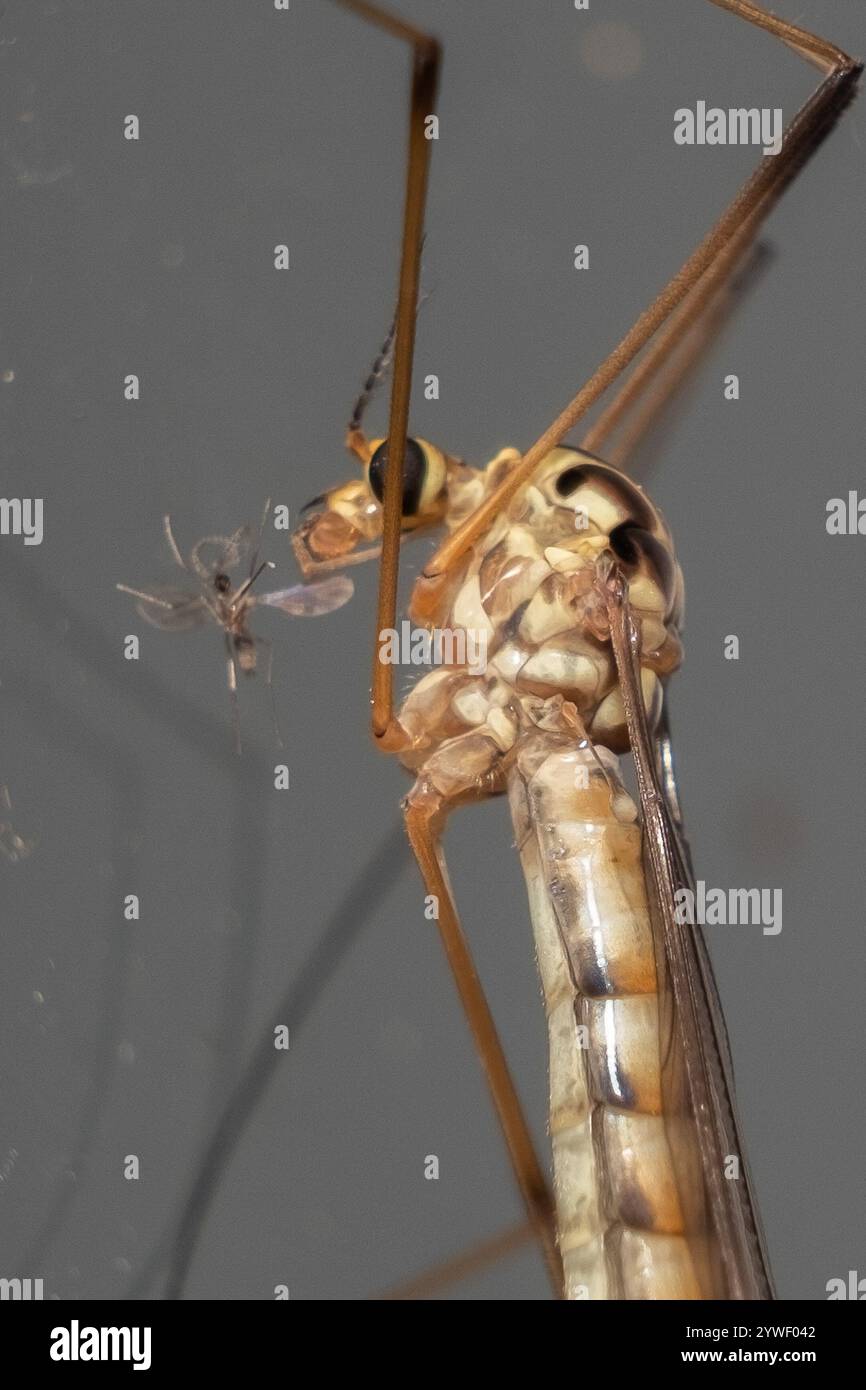 Large Crane Flies (Tipulidae Stock Photo - Alamy