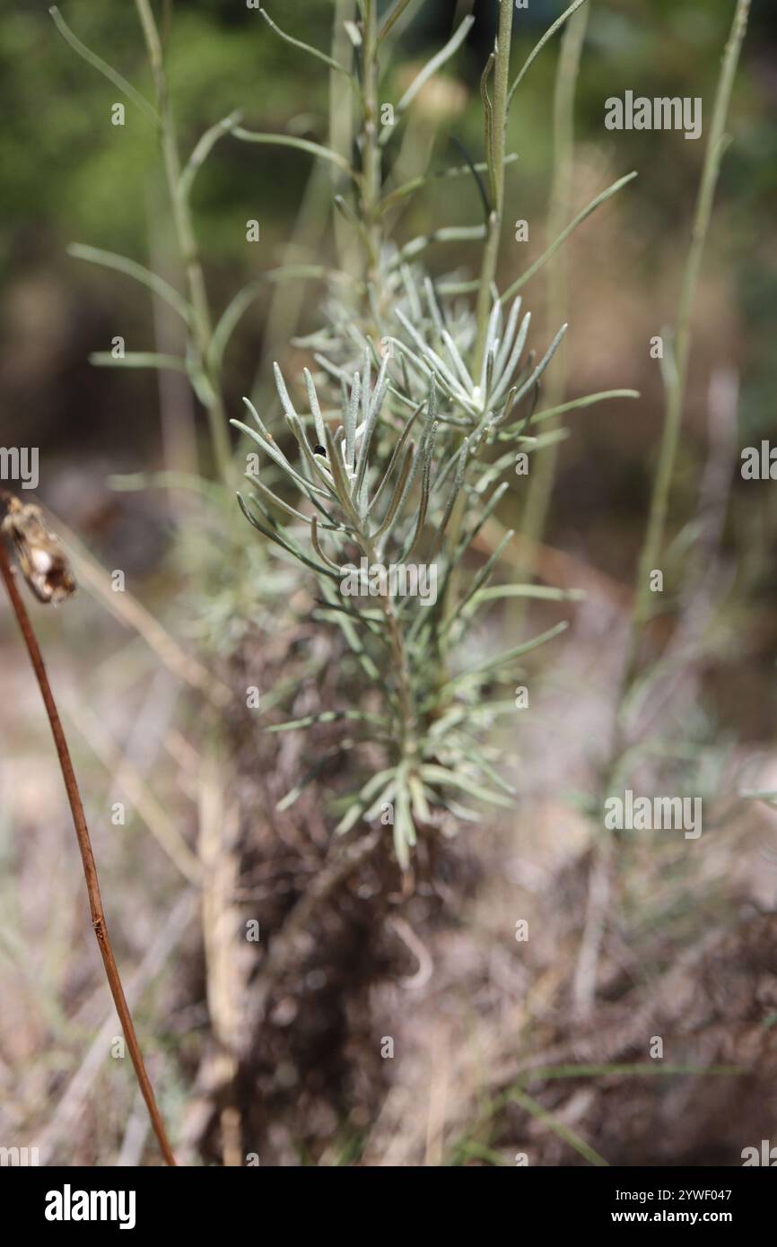 curry plant (Helichrysum italicum Stock Photo - Alamy