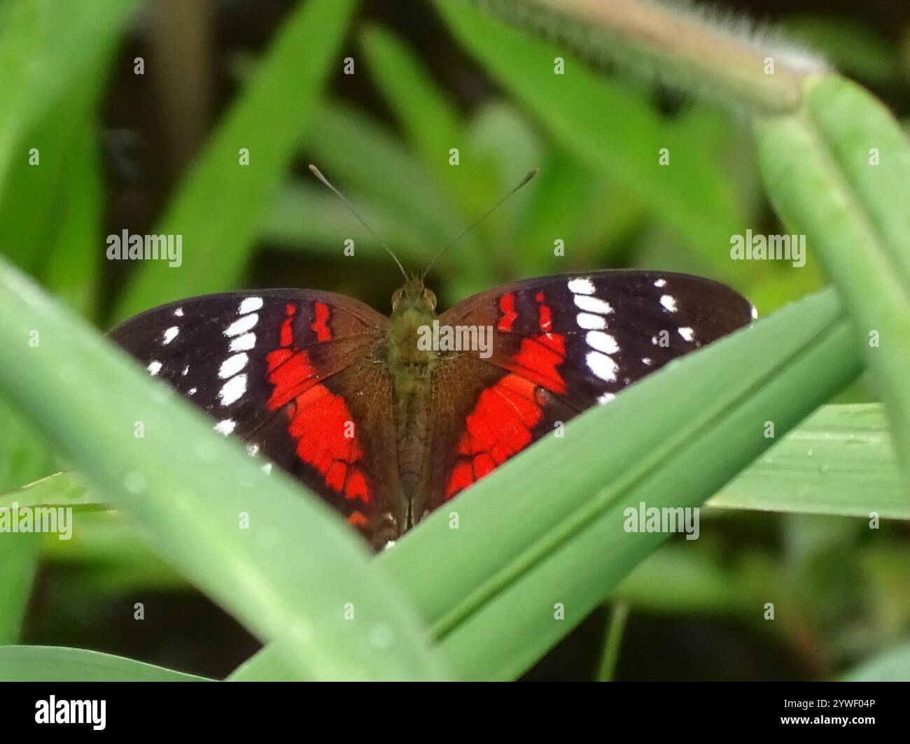 Red Peacock (Anartia amathea Stock Photo - Alamy