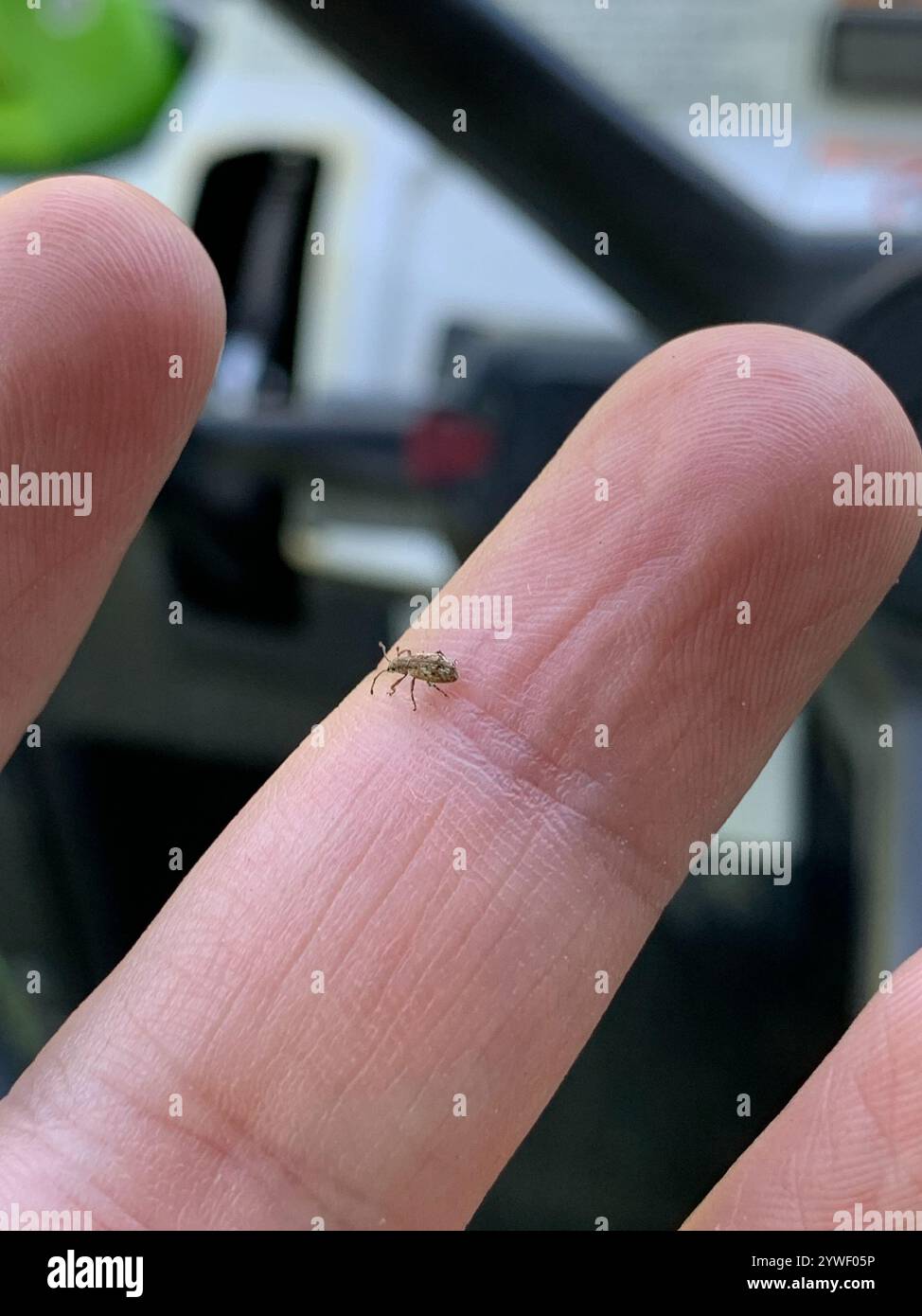 Peach Root Weevil (Pseudoedophrys hilleri Stock Photo - Alamy