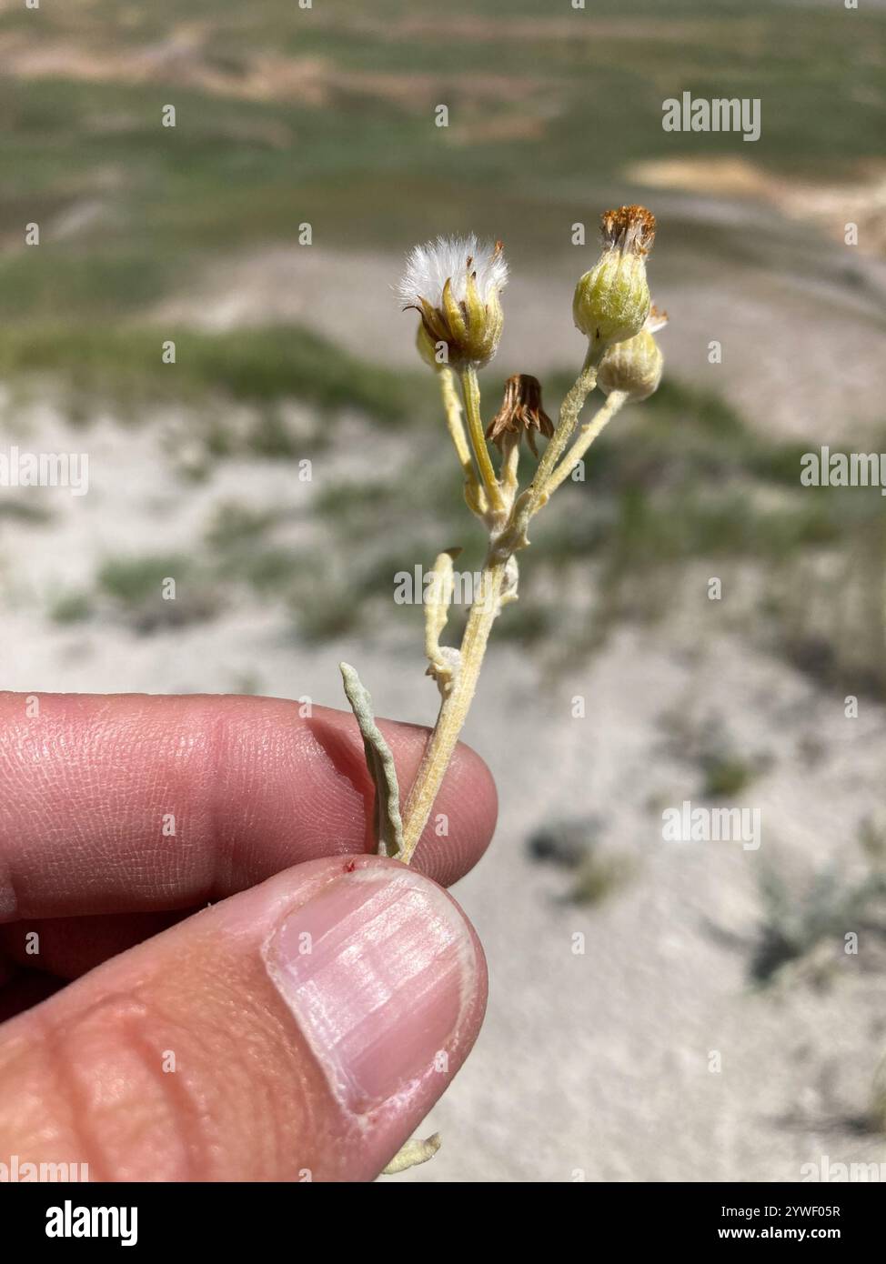 woolly groundsel (Packera cana Stock Photo - Alamy