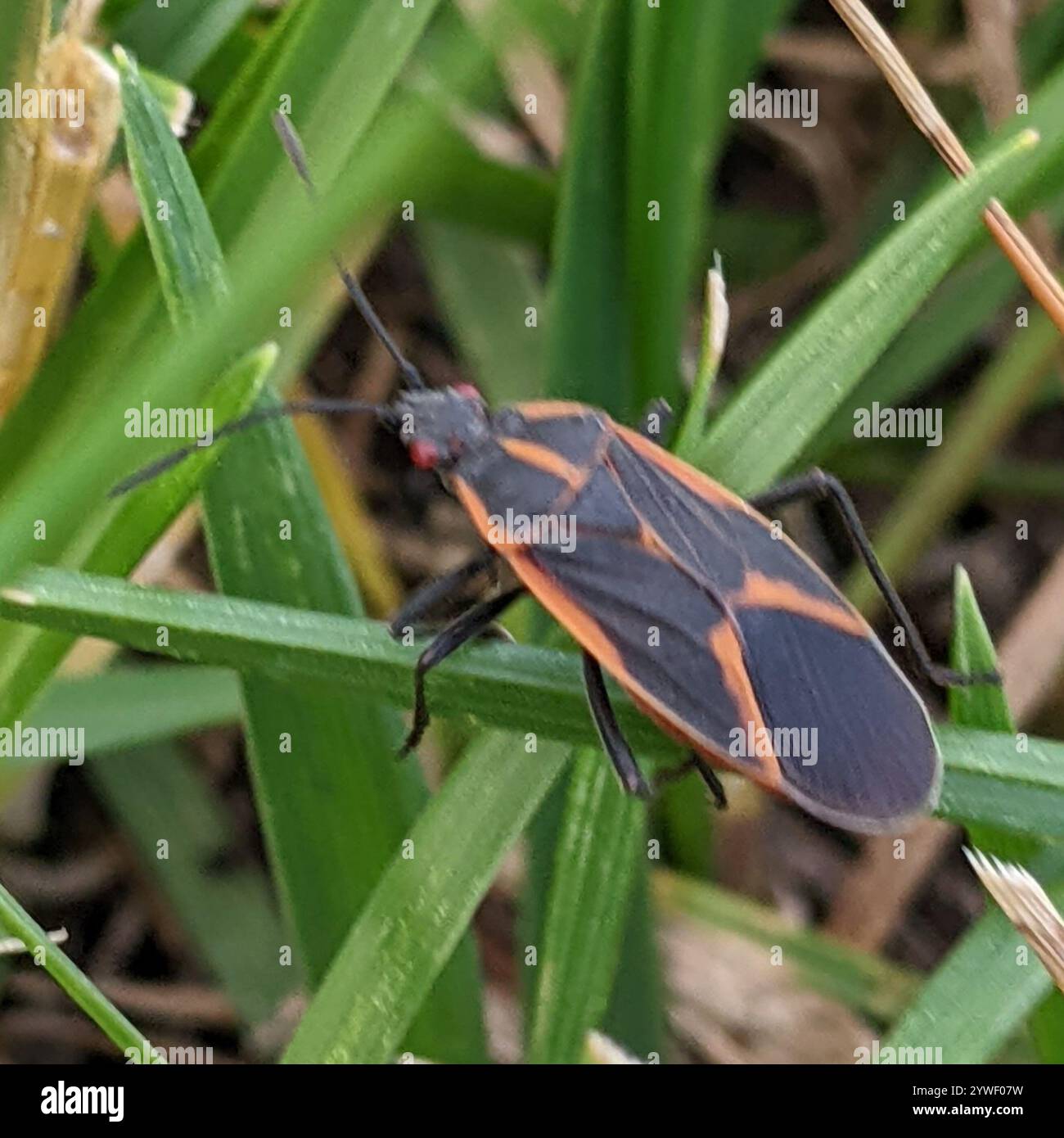 Eastern Boxelder Bug (Boisea trivittata Stock Photo - Alamy