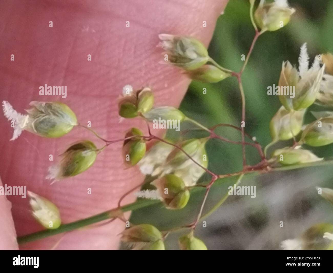 northern sweetgrass (Anthoxanthum hirtum Stock Photo - Alamy