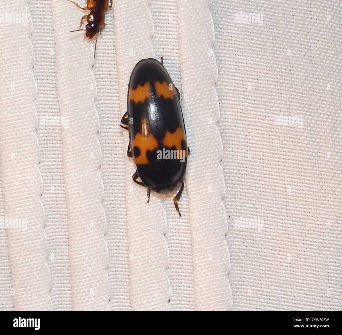 Red-banded Fungus Beetle (Megalodacne fasciata Stock Photo - Alamy