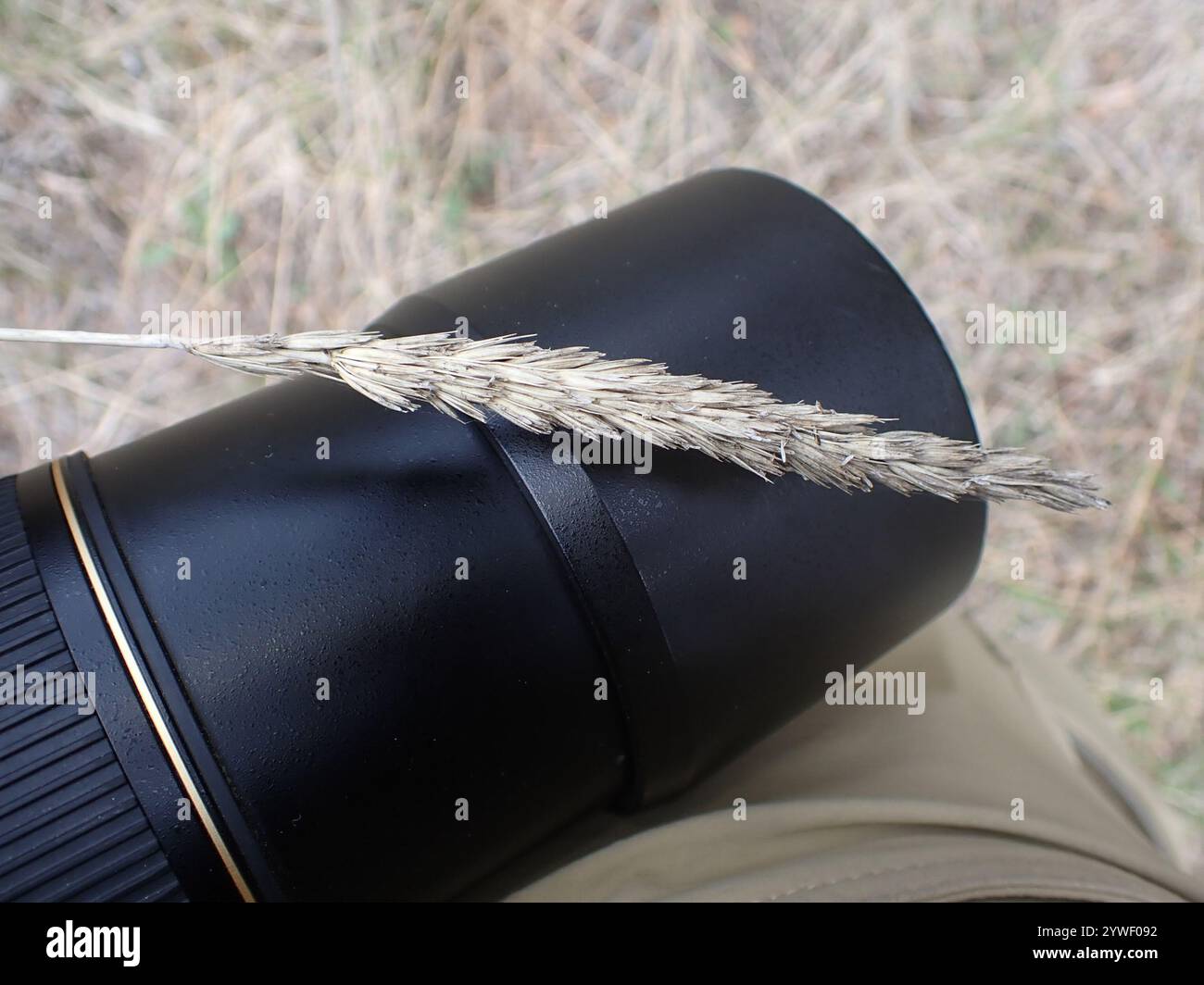 Great Basin Wildrye (Leymus cinereus Stock Photo - Alamy