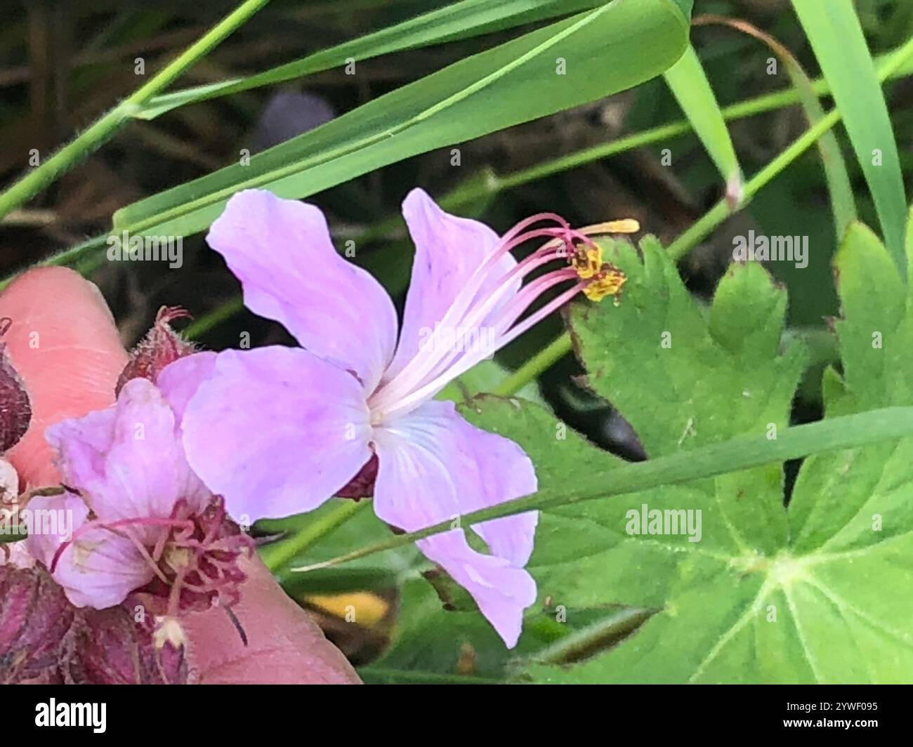 Rock Crane's-bill (Geranium macrorrhizum Stock Photo - Alamy