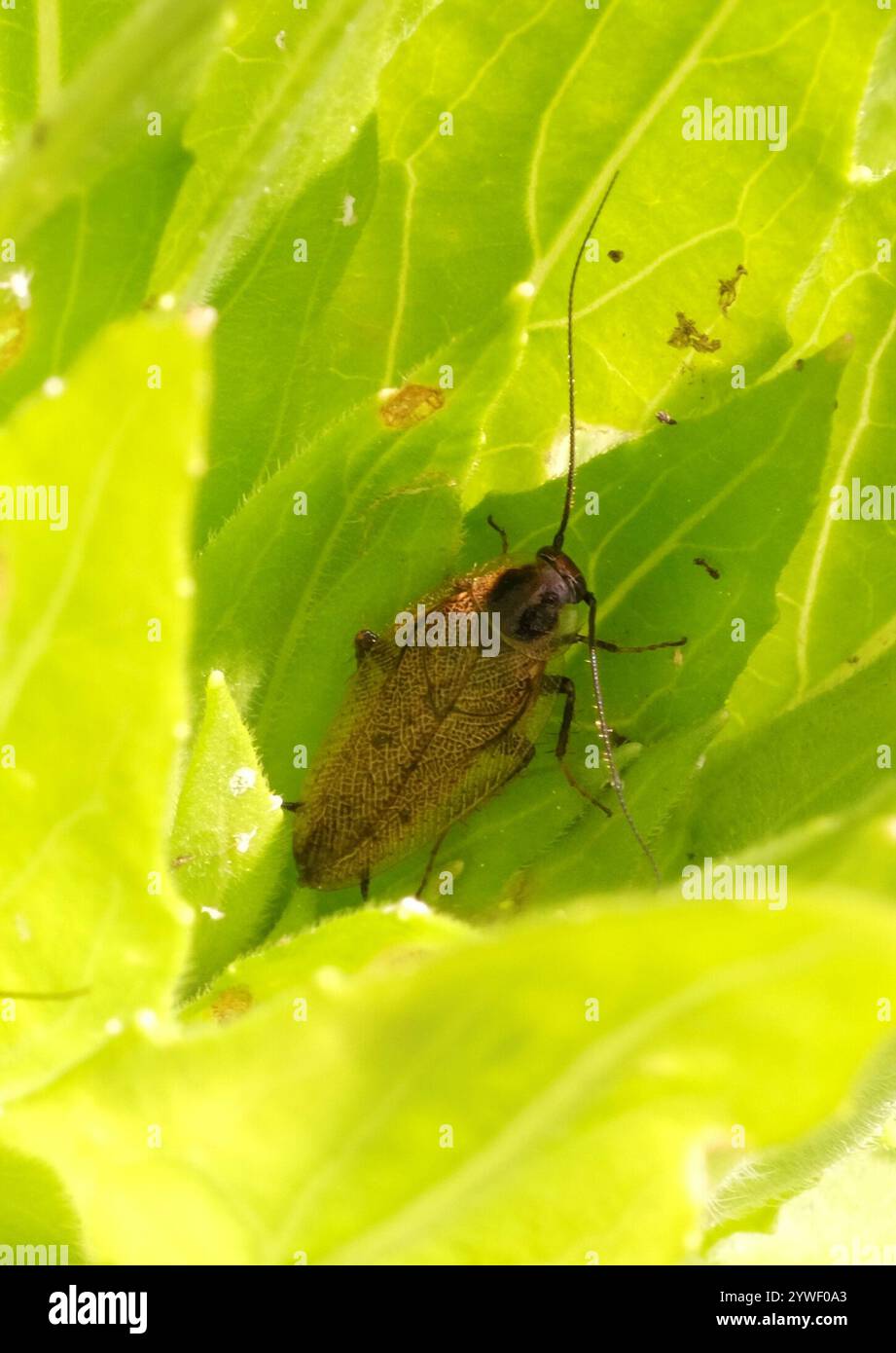 Dusky Cockroach (Ectobius lapponicus Stock Photo - Alamy