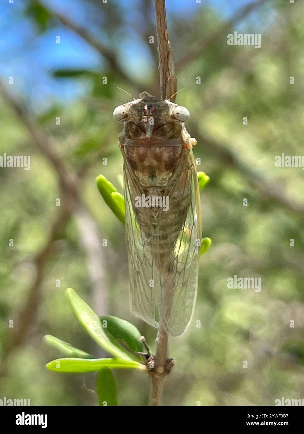 Little mesquite cicada (Pacarina puella Stock Photo - Alamy