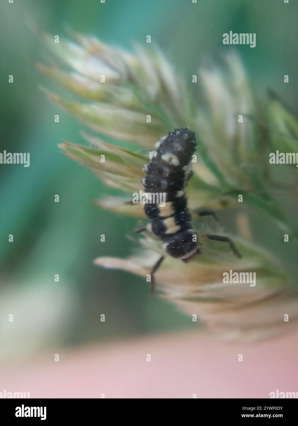 Fourteen-spotted Lady Beetle (Propylea quatuordecimpunctata Stock Photo ...