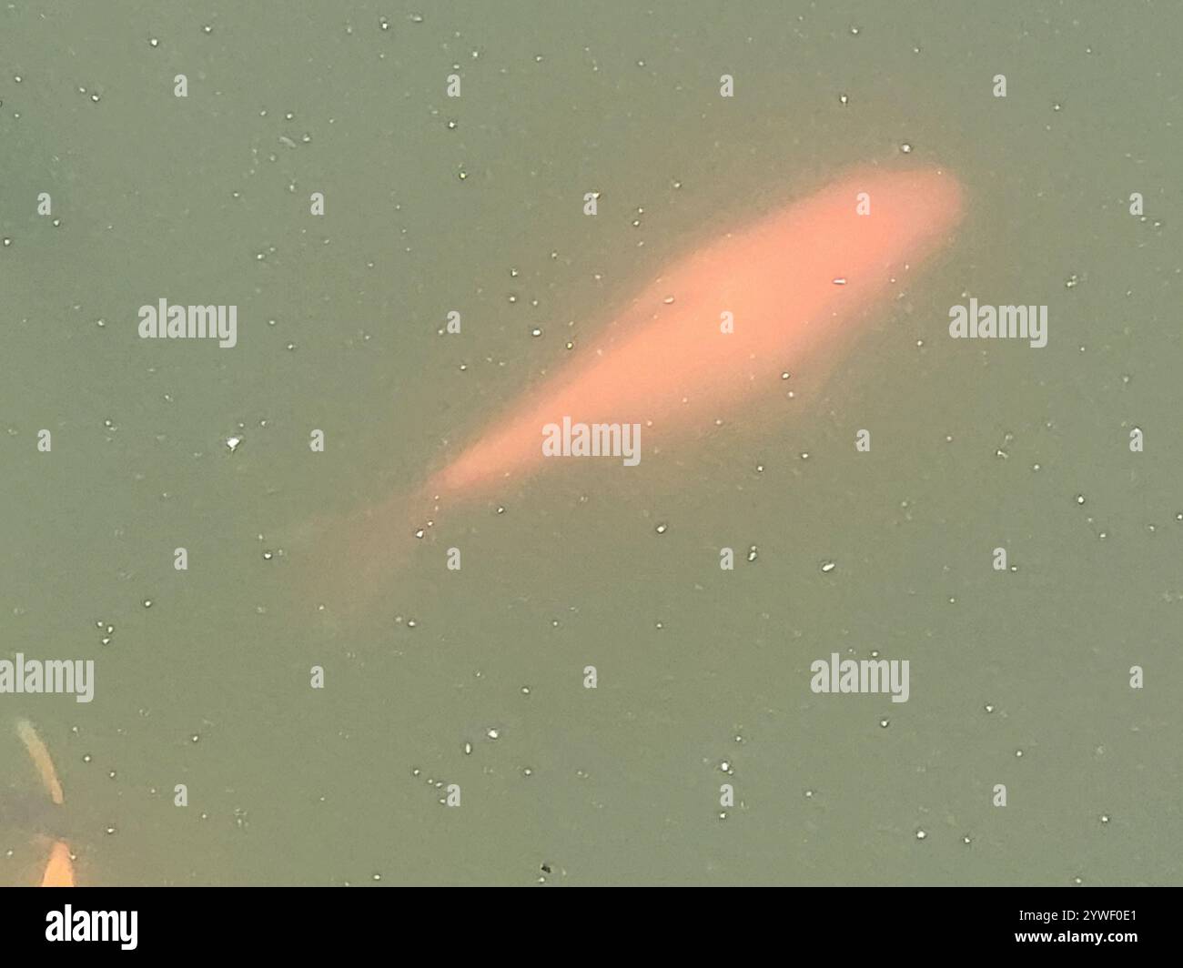 Typical carps hi-res stock photography and images - Alamy
