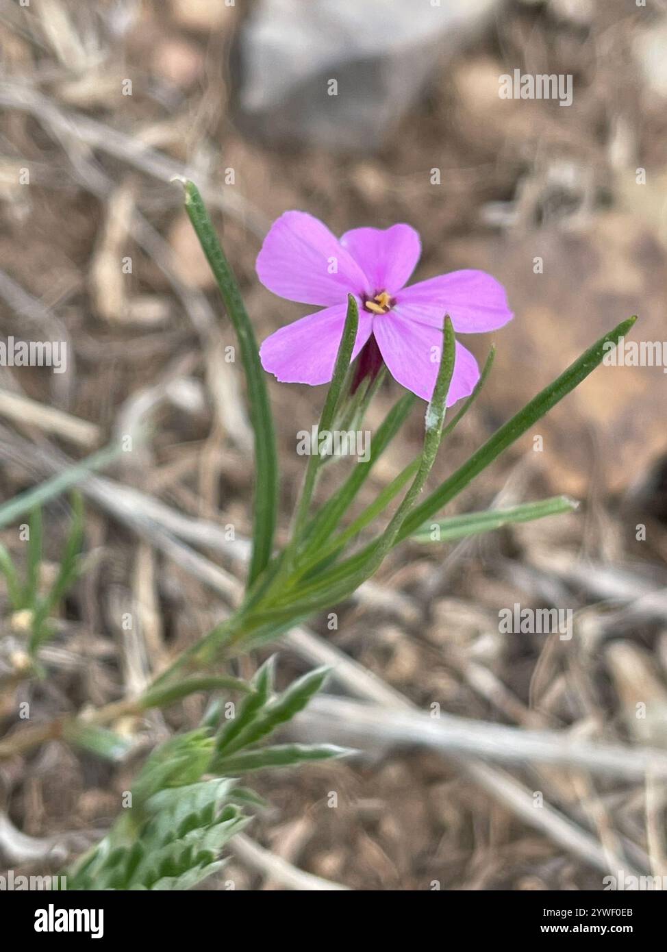 Phlox longifolia hi-res stock photography and images - Alamy