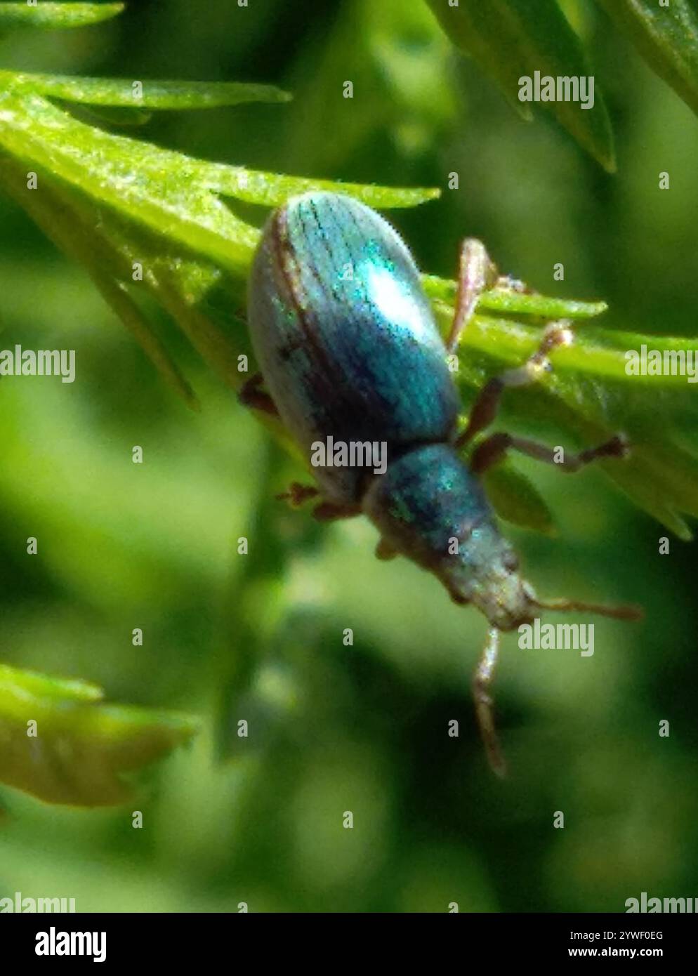 Nettle weevil (Phyllobius pomaceus Stock Photo - Alamy