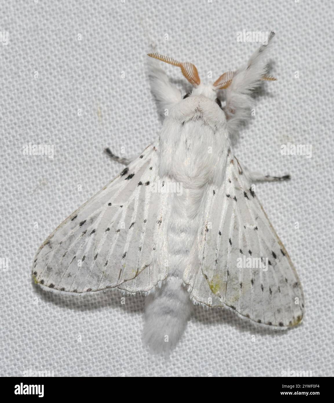 Dot-lined White (Artace cribrarius Stock Photo - Alamy