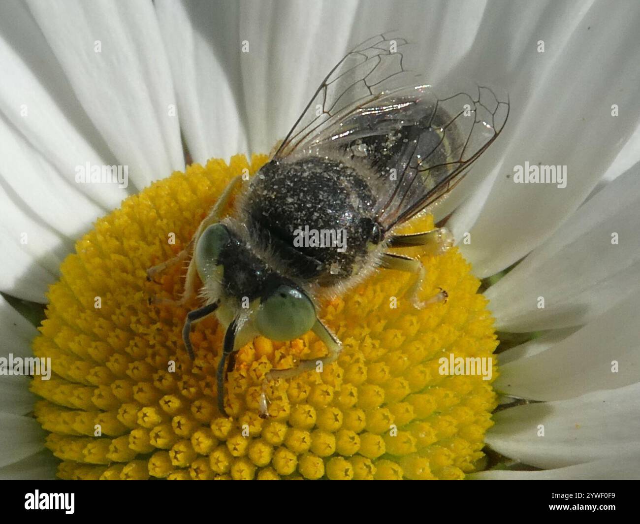 American Sand Wasp (Bembix americana Stock Photo - Alamy
