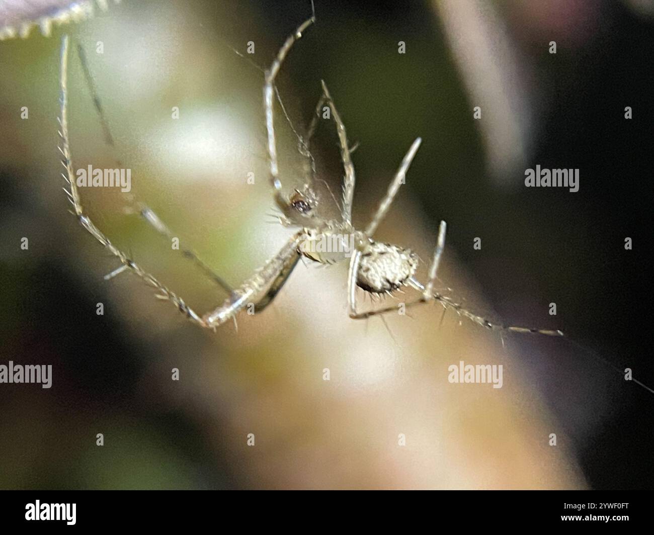 Pirate Spiders (Mimetidae Stock Photo - Alamy