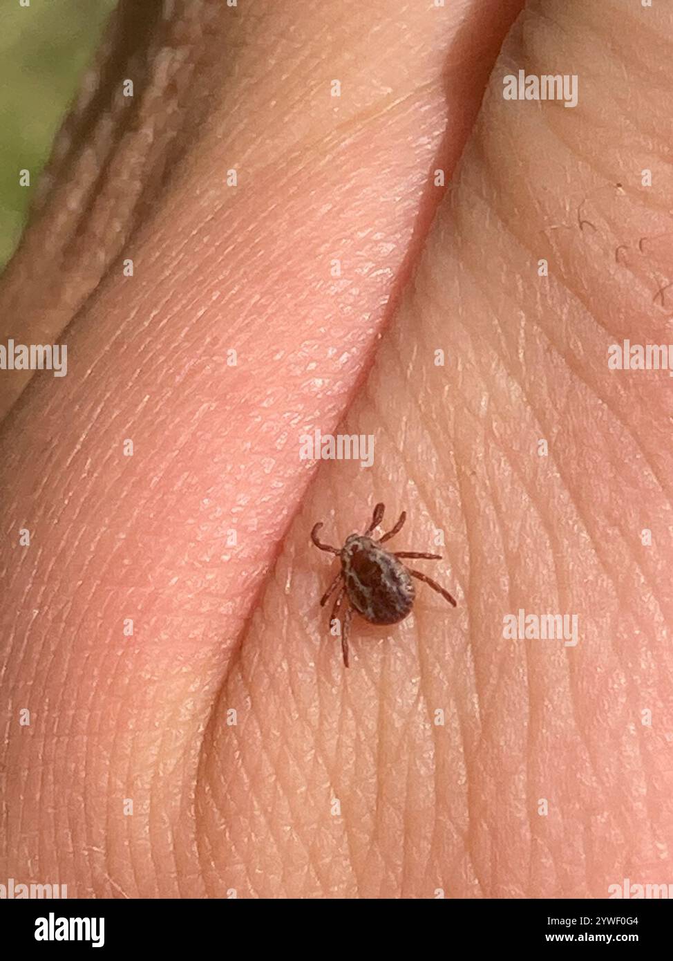 American Dog Tick (Dermacentor variabilis Stock Photo - Alamy