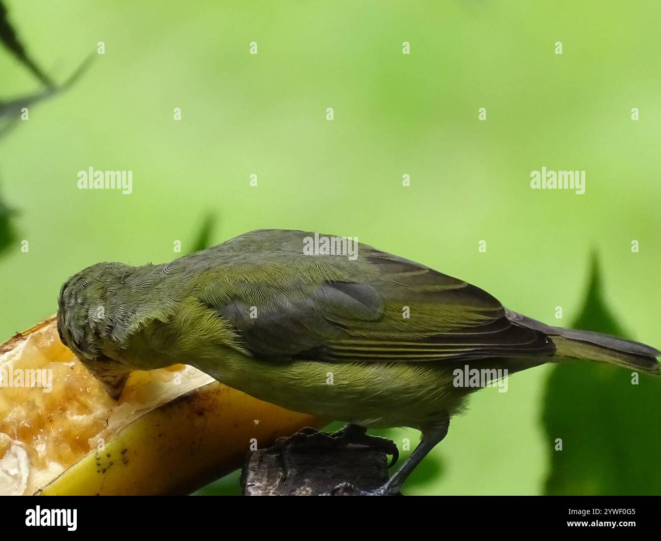 Thick-billed Euphonia (Euphonia laniirostris Stock Photo - Alamy
