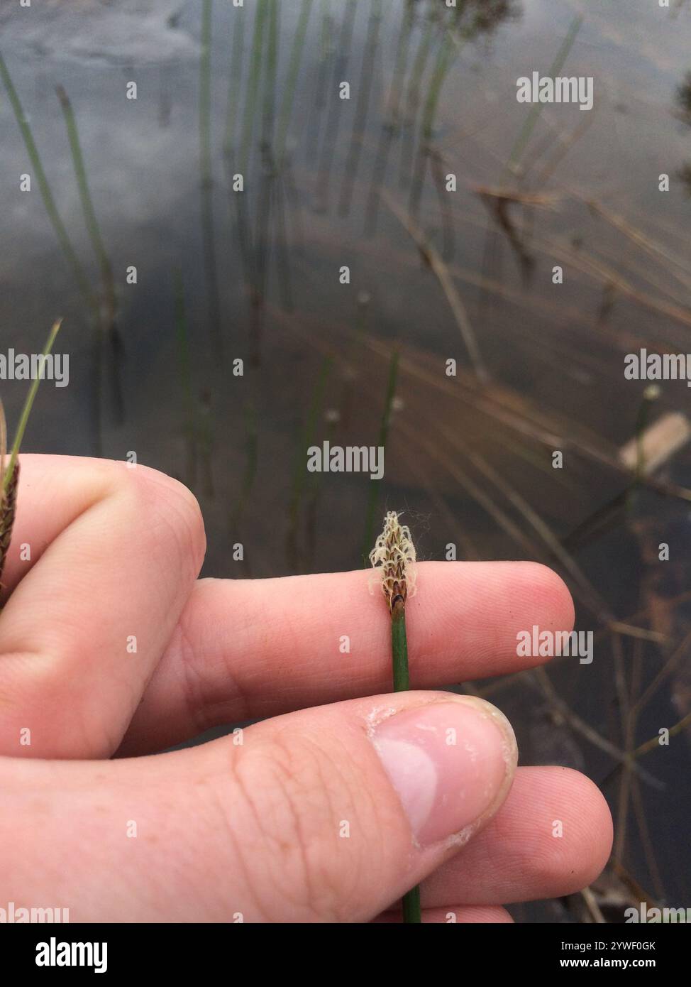 common spikerush (Eleocharis palustris Stock Photo - Alamy