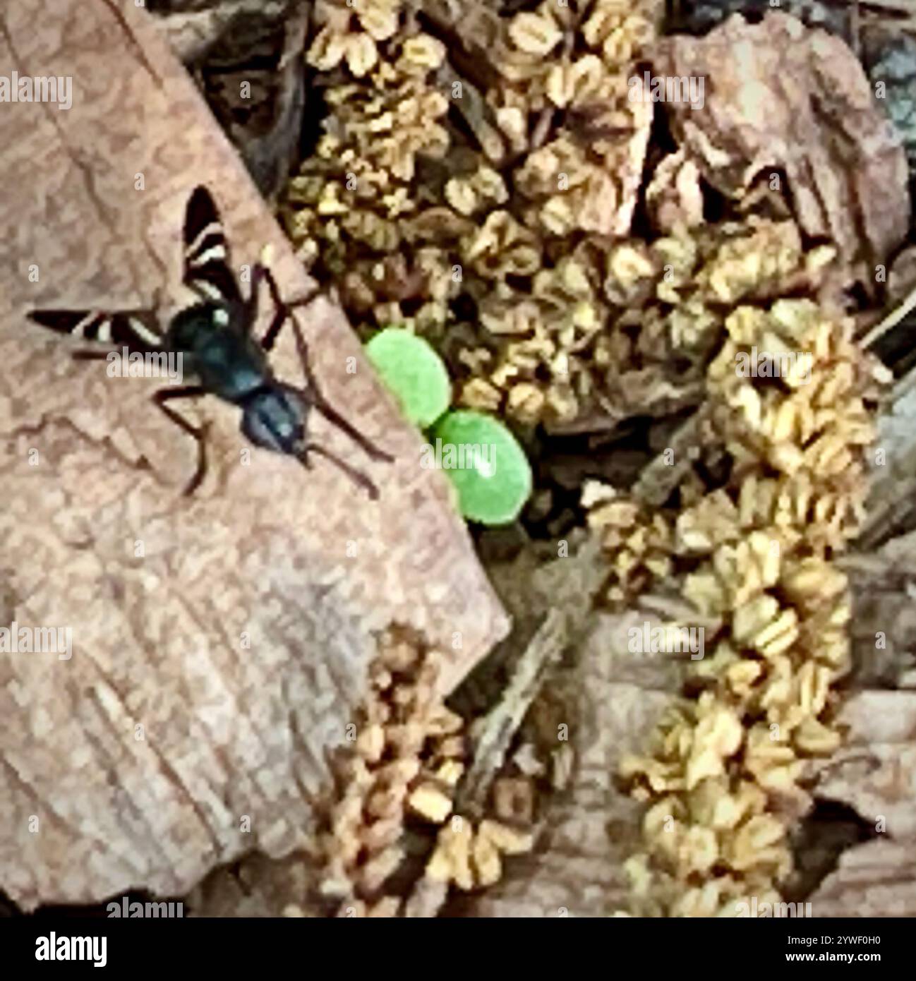 Black Onion Fly (Tritoxa flexa Stock Photo - Alamy